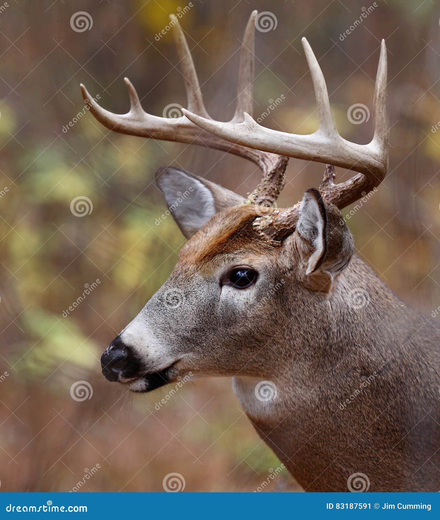 White-tailed Deer Buck in Autumn Forest Stock Image - Image of antlers ...