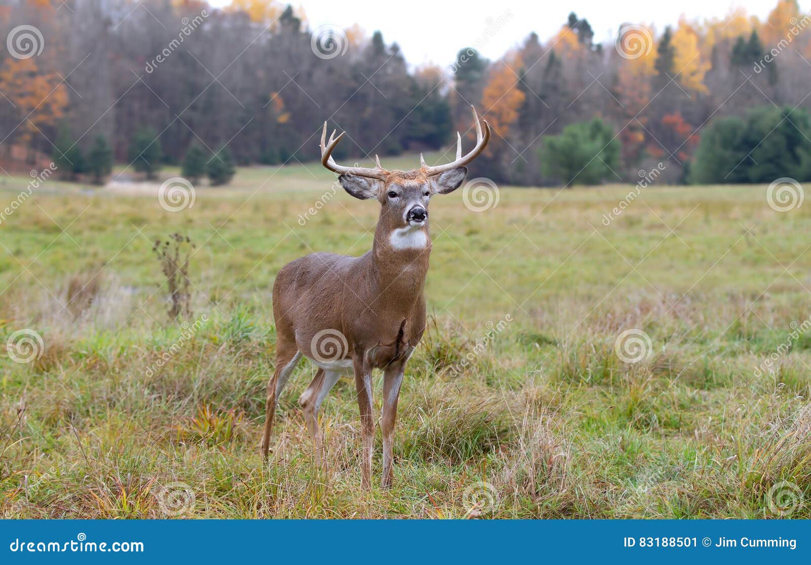 White-tailed Deer Buck in Autumn Rut Stock Image - Image of whitetailed ...
