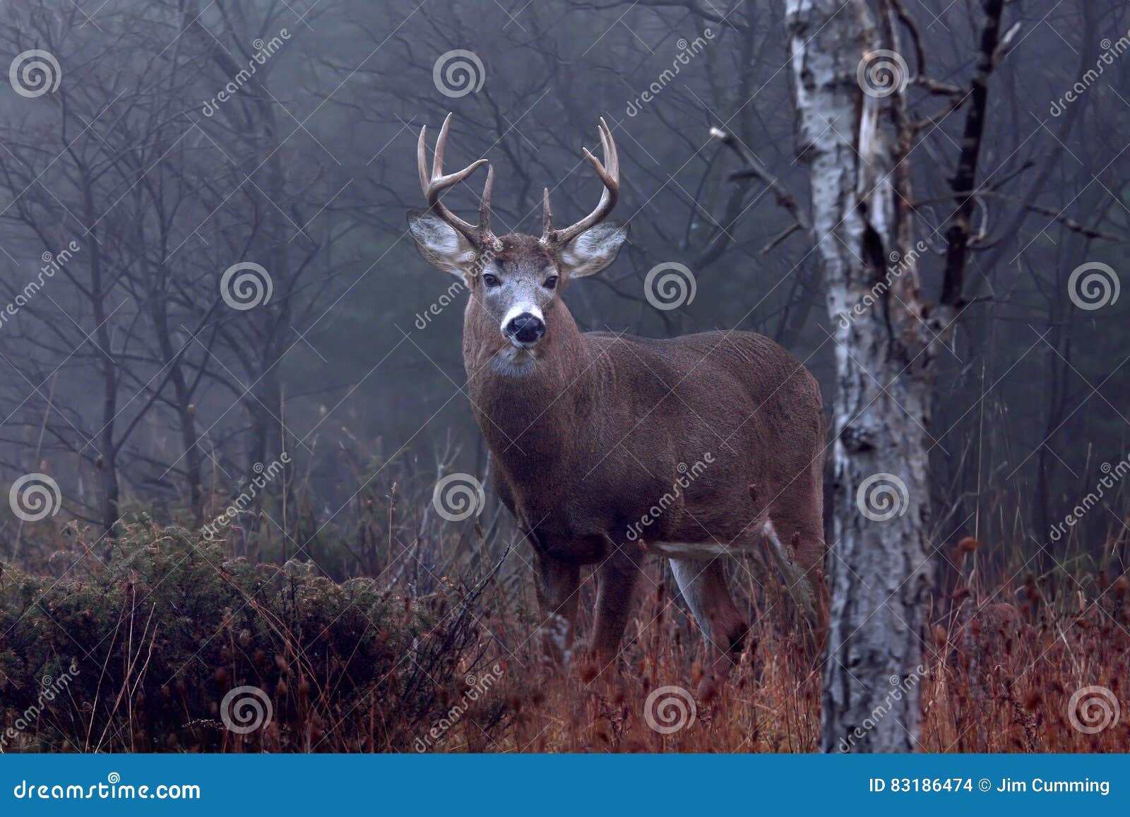 White-tailed Deer Buck in the Autumn Fog in the Forest, Canada Stock ...