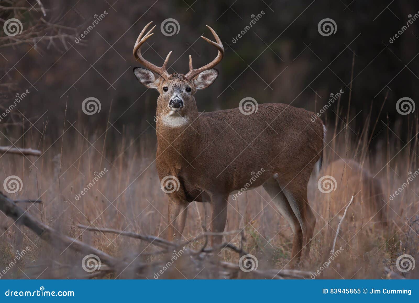 White-tailed Deer Buck in Autumn Rut in Canada Stock Image - Image of ...