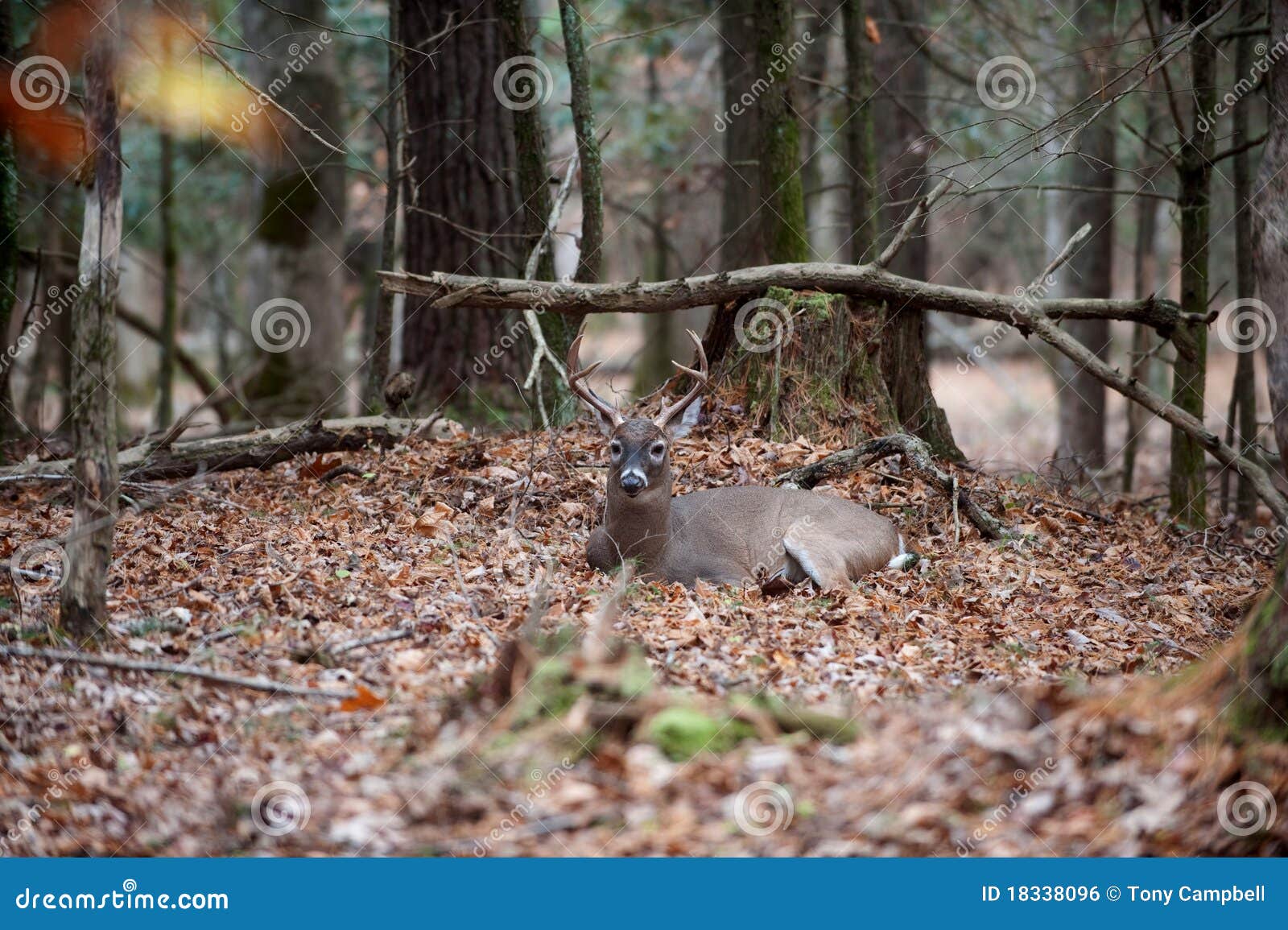 White-tailed Deer Buck Bedded in Woods Stock Photo - Image of deer ...