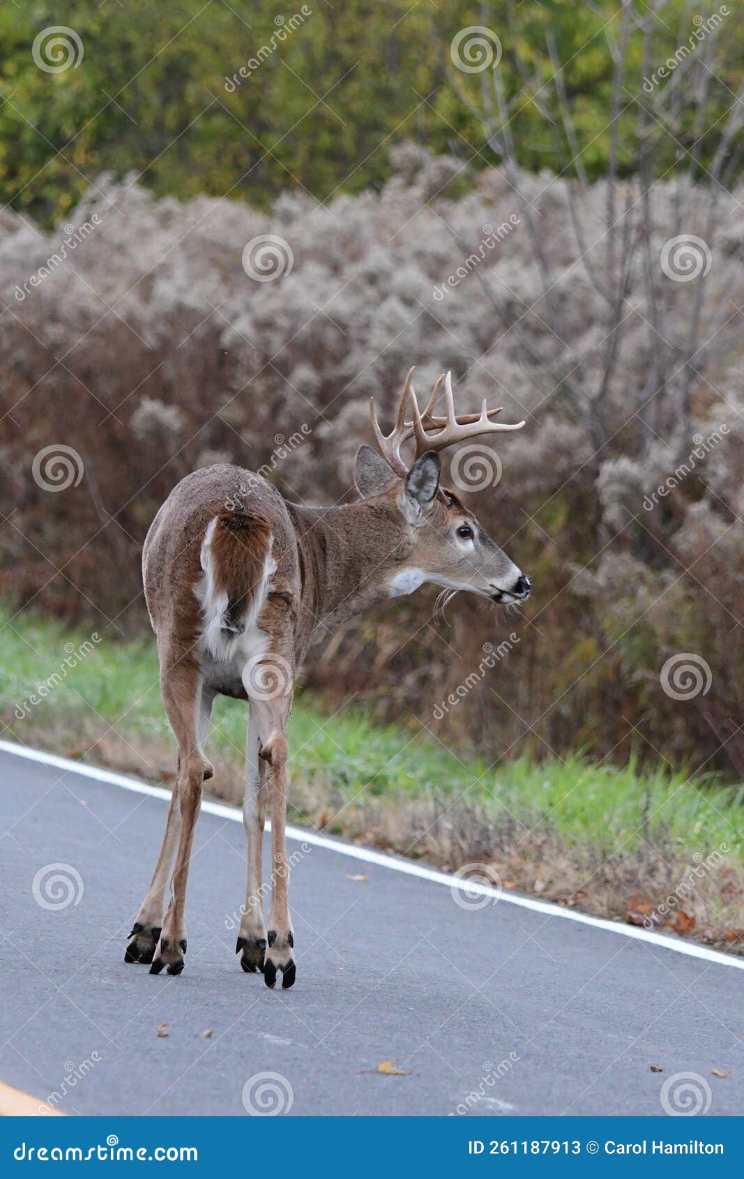 White Tailed Deer Buck Crossing Road Stock Image - Image of isolated ...