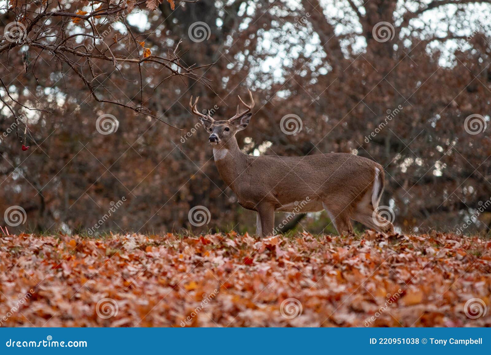 White-tailed Deer Buck in Fall Stock Photo - Image of ungulate, wild ...