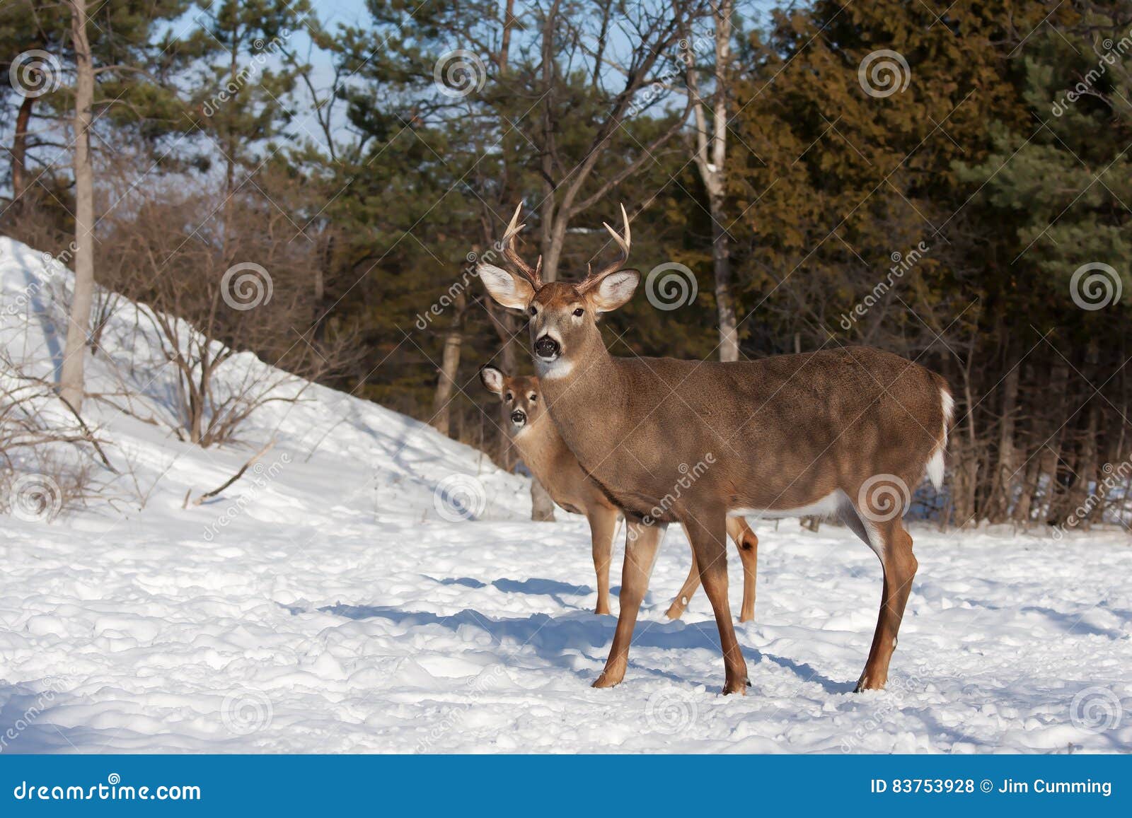 White-tailed Deer Buck and Fawn Stock Photo - Image of canada, deer ...