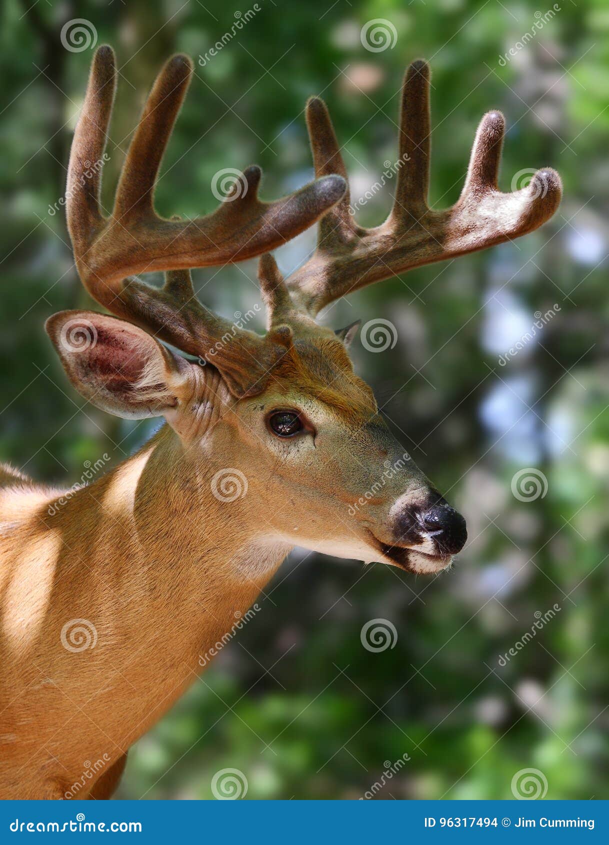 A White-tailed Deer Buck in the Forest in Spring Stock Photo - Image of ...
