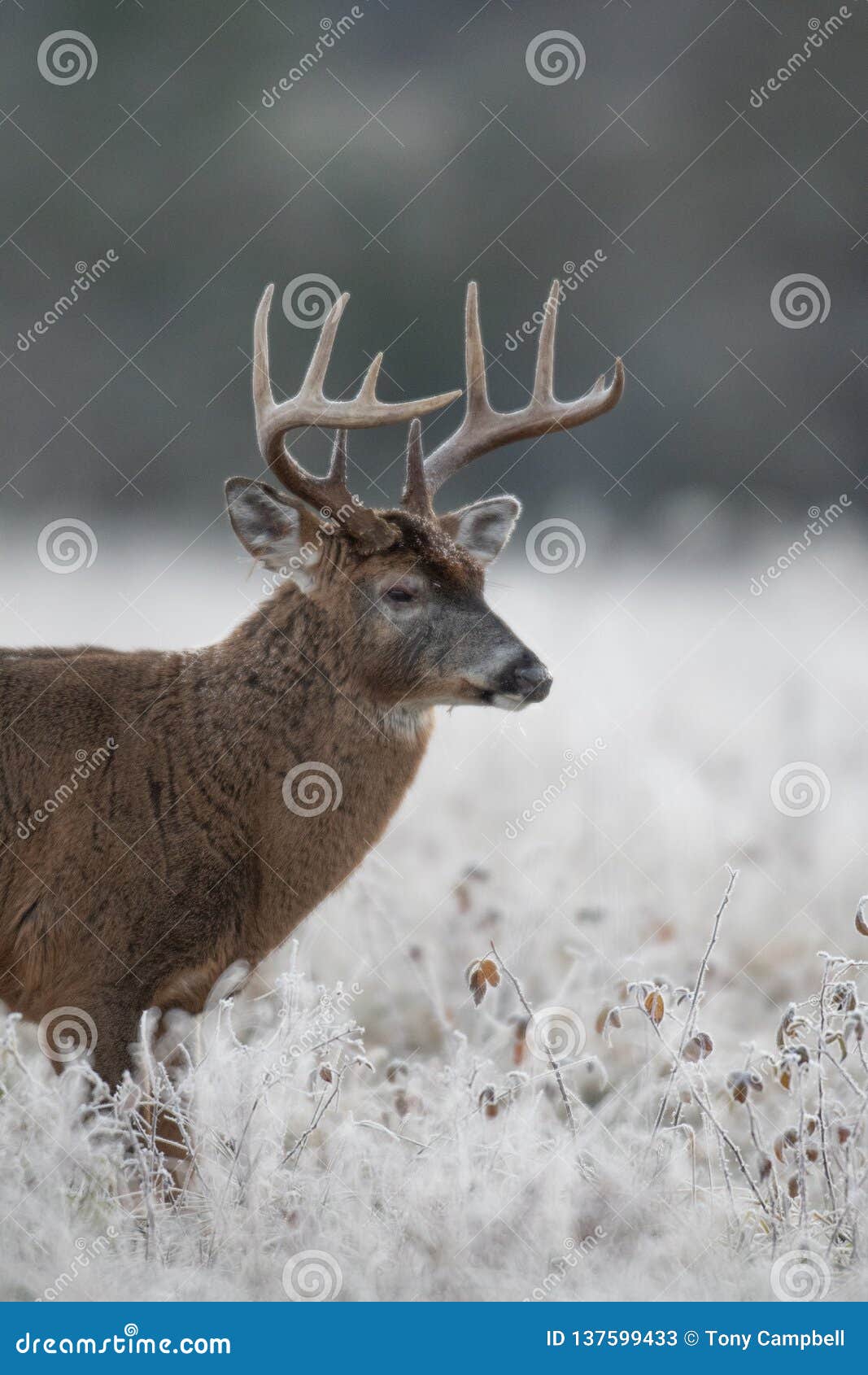 White-tailed Deer Buck in Frost Covered Field Stock Image - Image of ...