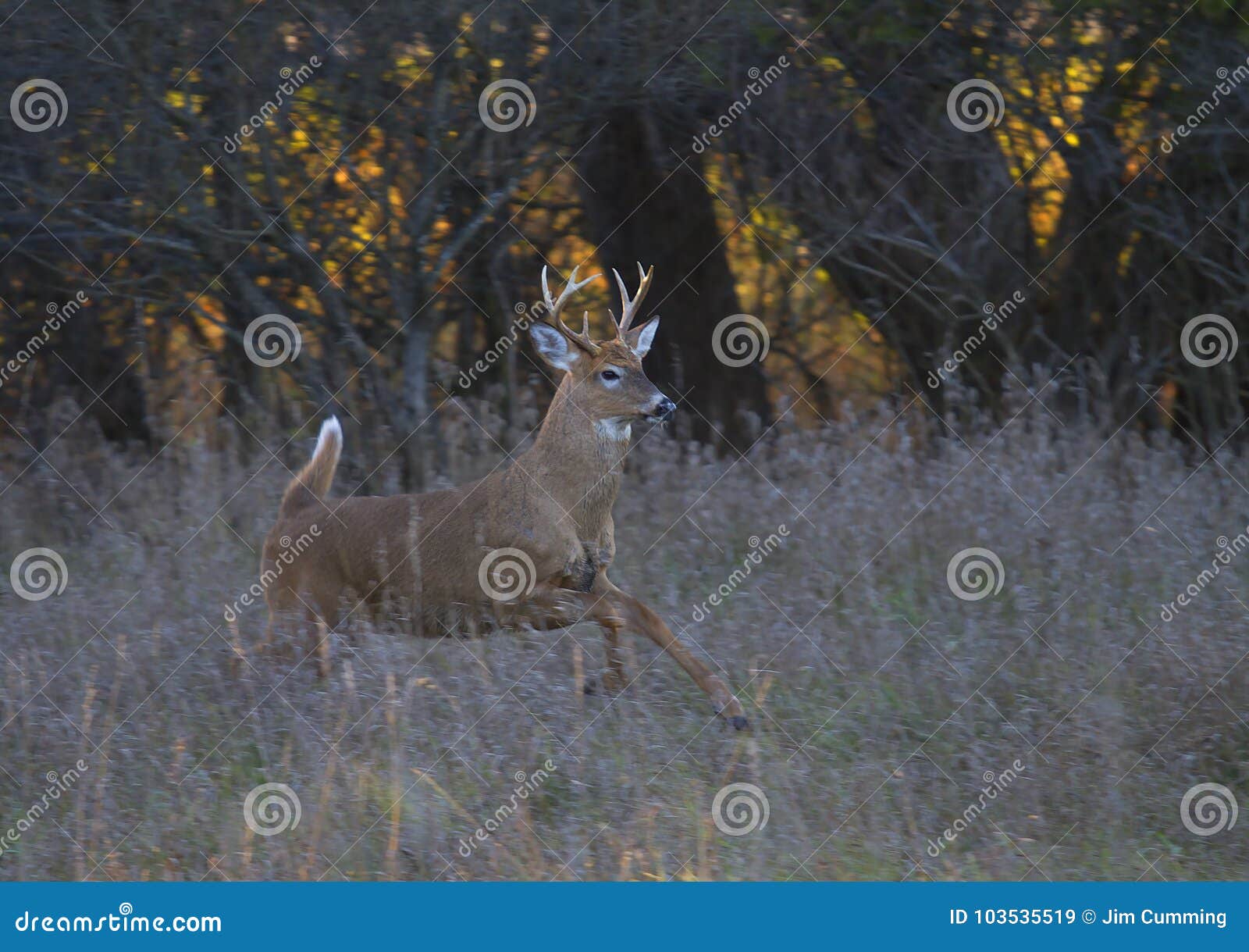 A White-tailed Deer Buck Jumping through the Air after a Doe in the ...