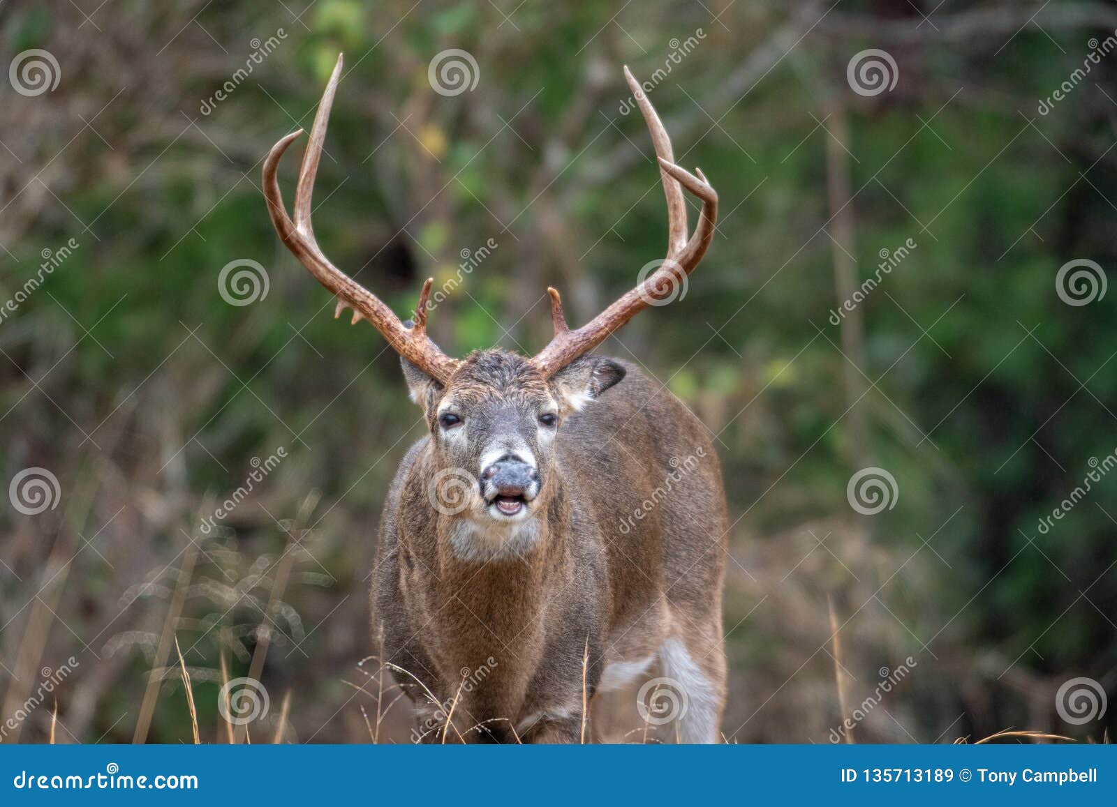 White-tailed Deer Buck Lip Curl Stock Image - Image of woods, behaviour ...