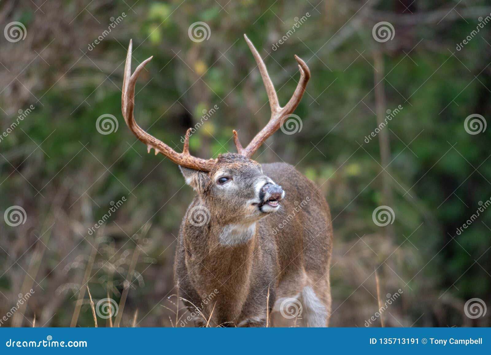 White-tailed Deer Buck Lip Curl Stock Image - Image of national, mammal ...