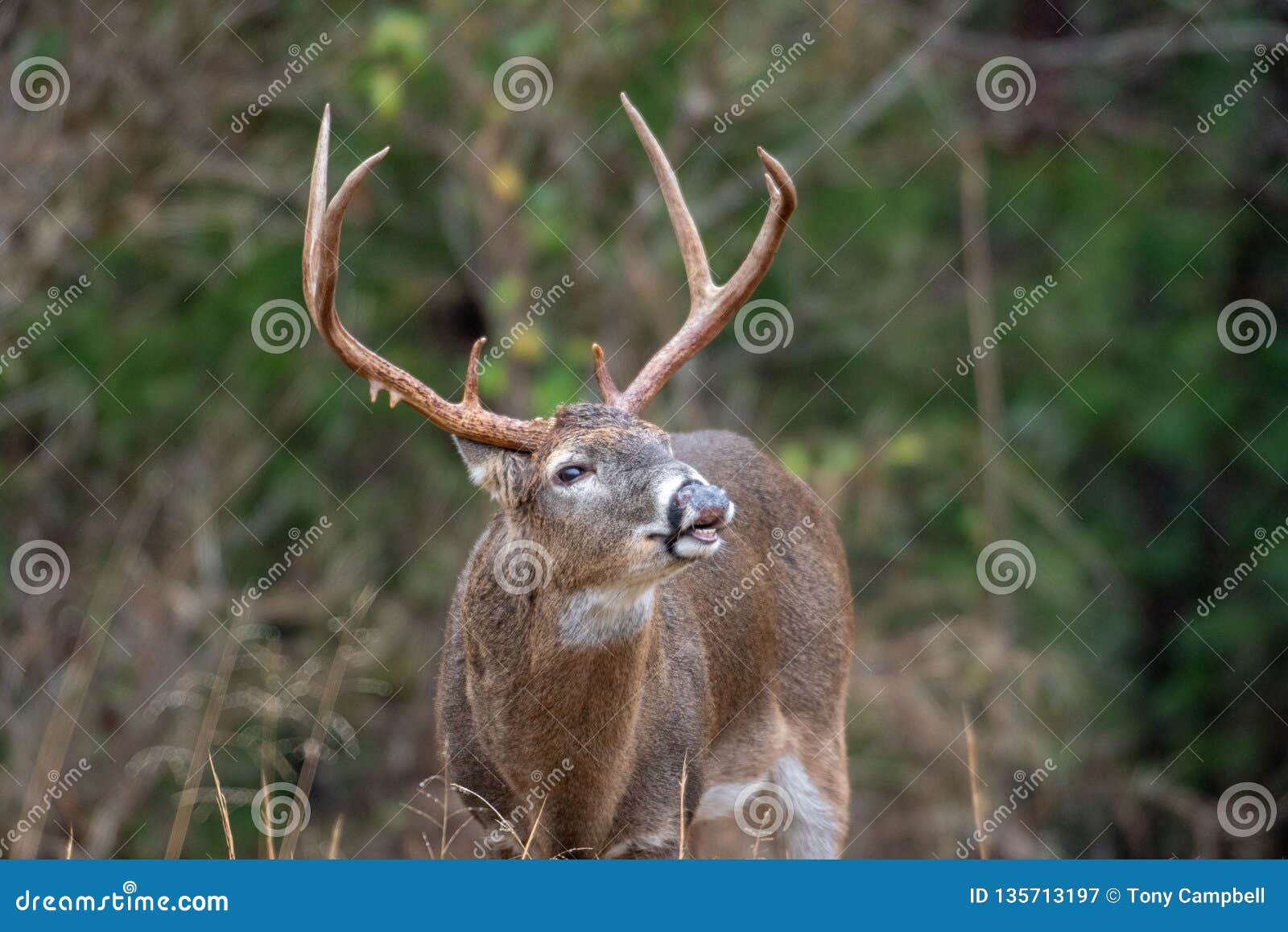 White-tailed Deer Buck Lip Curl Stock Image - Image of animal ...