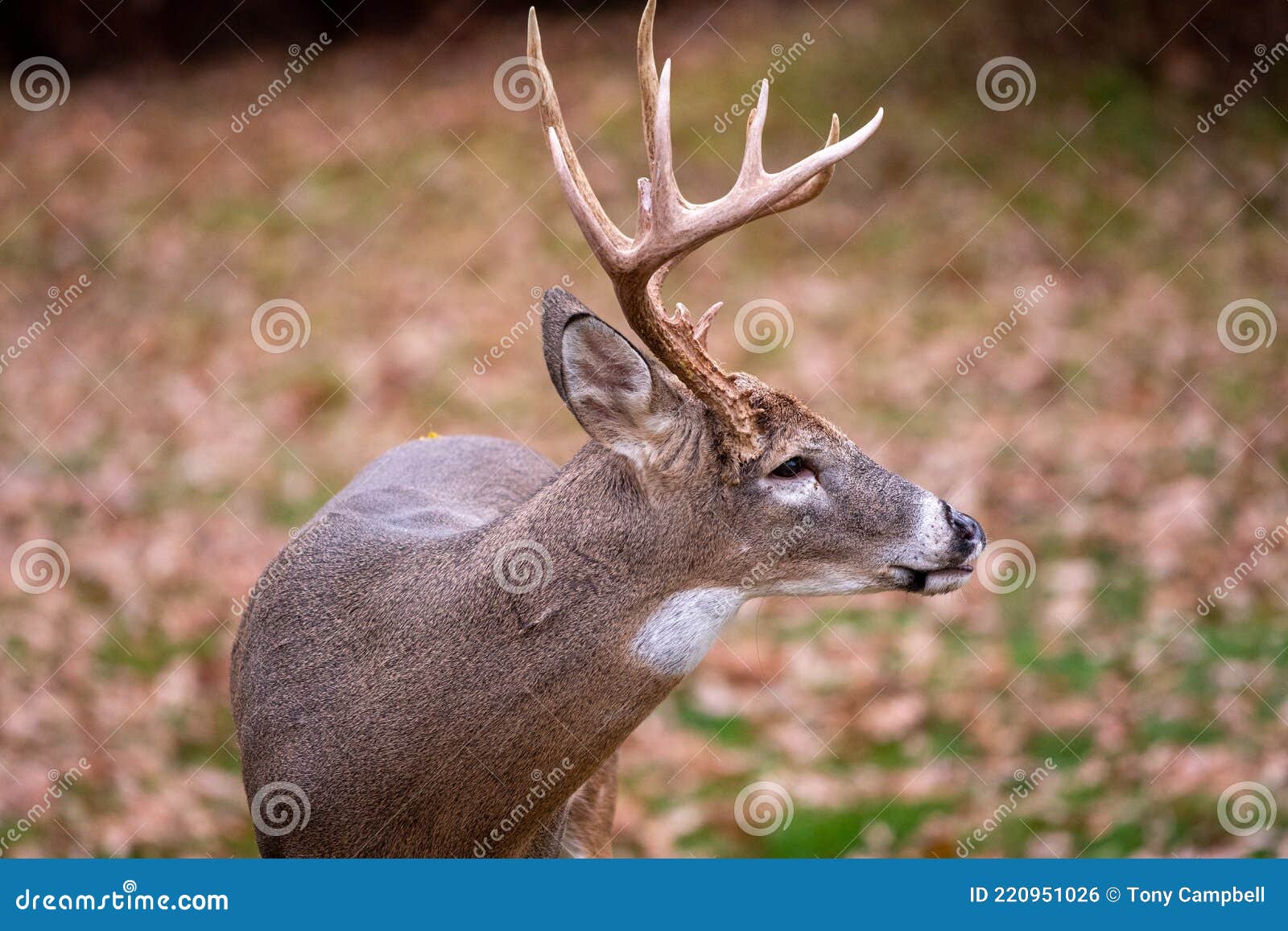 White-tailed Deer Buck Lip Curl Stock Photo - Image of wild, deer ...