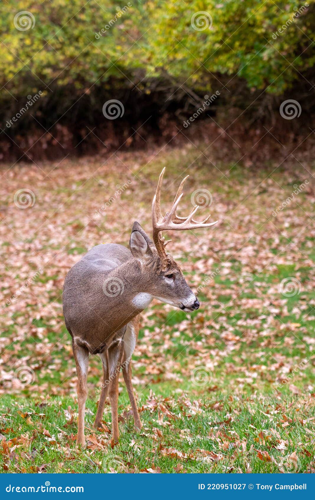 White-tailed Deer Buck Lip Curl Stock Image - Image of buck, wild ...