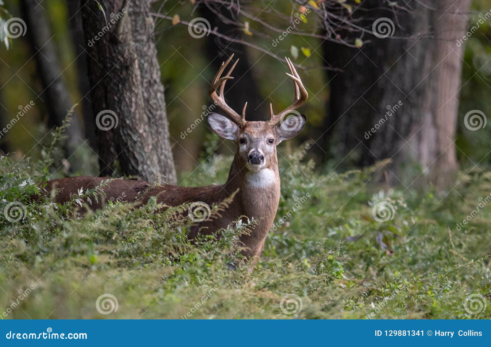 White Tailed Deer Buck stock image. Image of landscape - 129881341