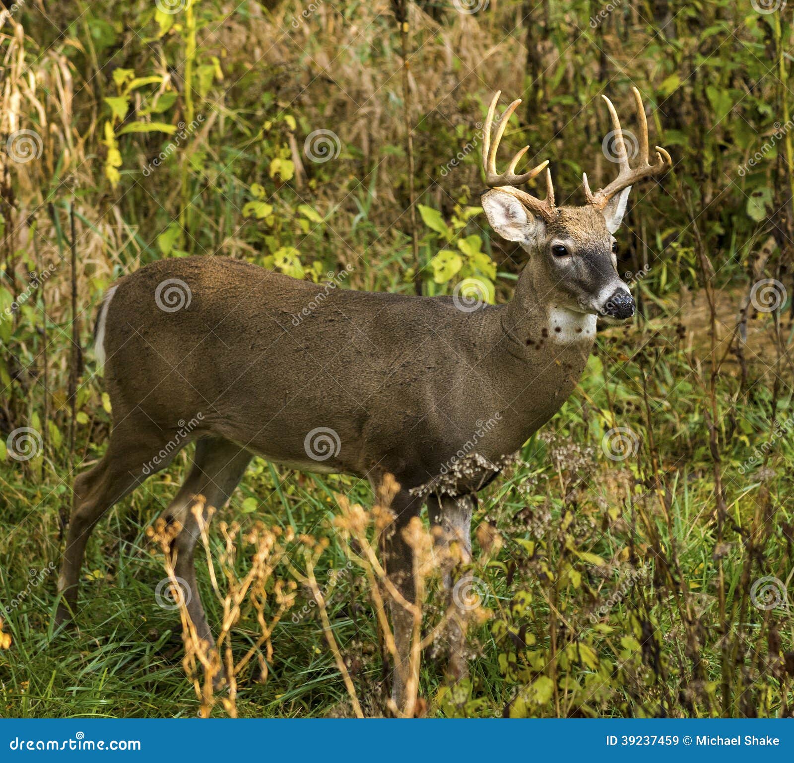 White Tailed Deer Buck stock image. Image of nature, animals - 39237459