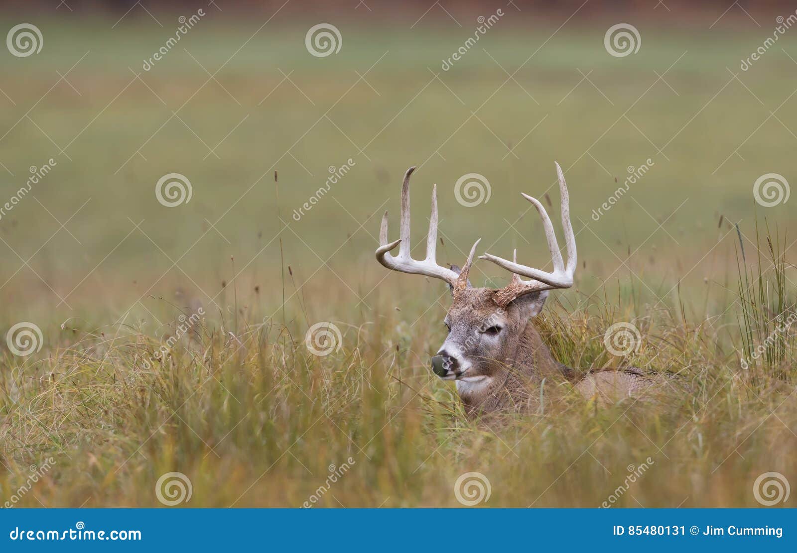 White-tailed Deer Buck Resting in the Grass Stock Image - Image of ...