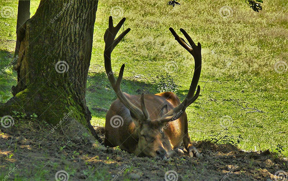 White-tailed Deer Buck Resting Under a Tree Stock Image - Image of ...