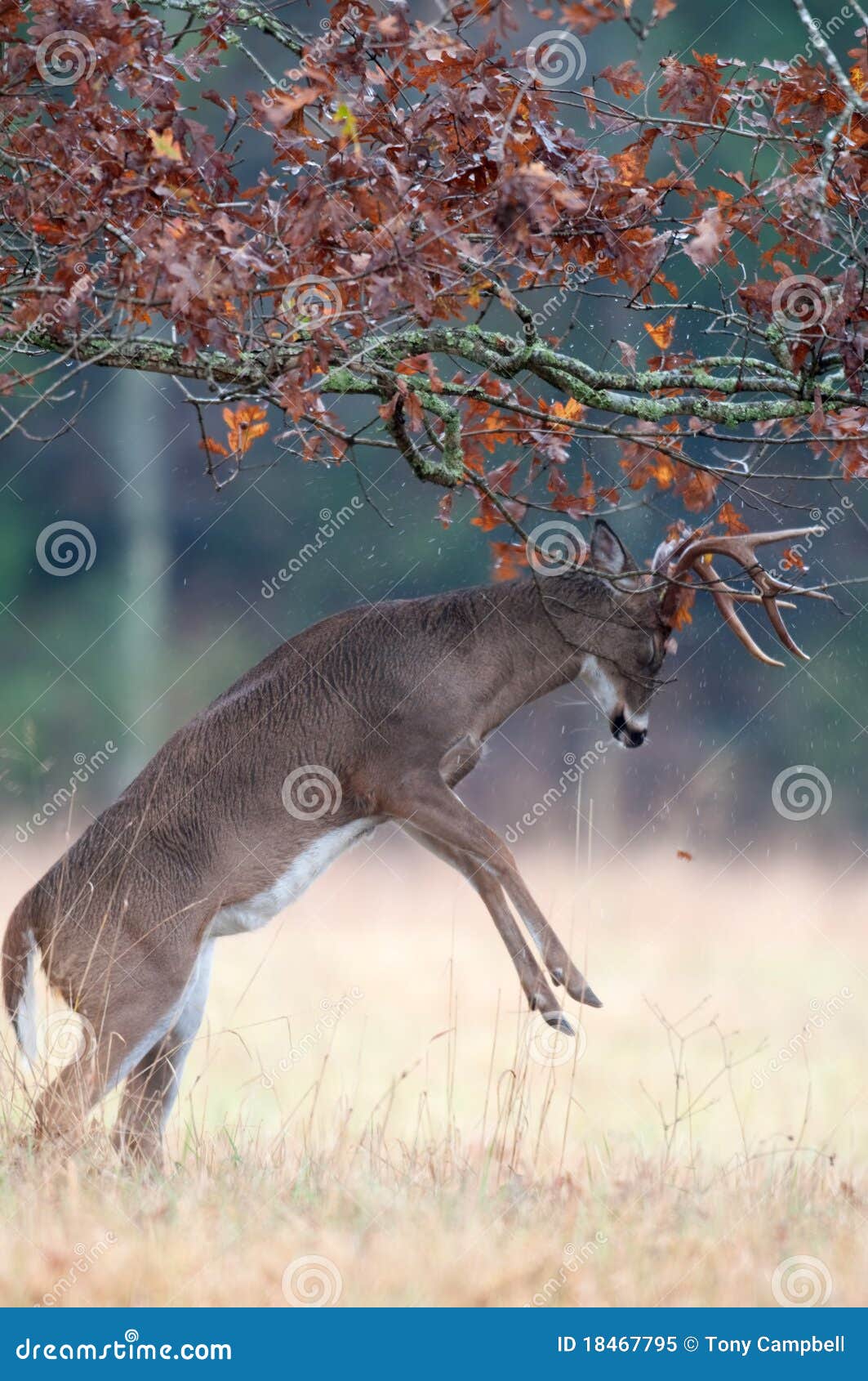 White-tailed Deer Buck Rut Behavior Stock Image - Image of branch ...