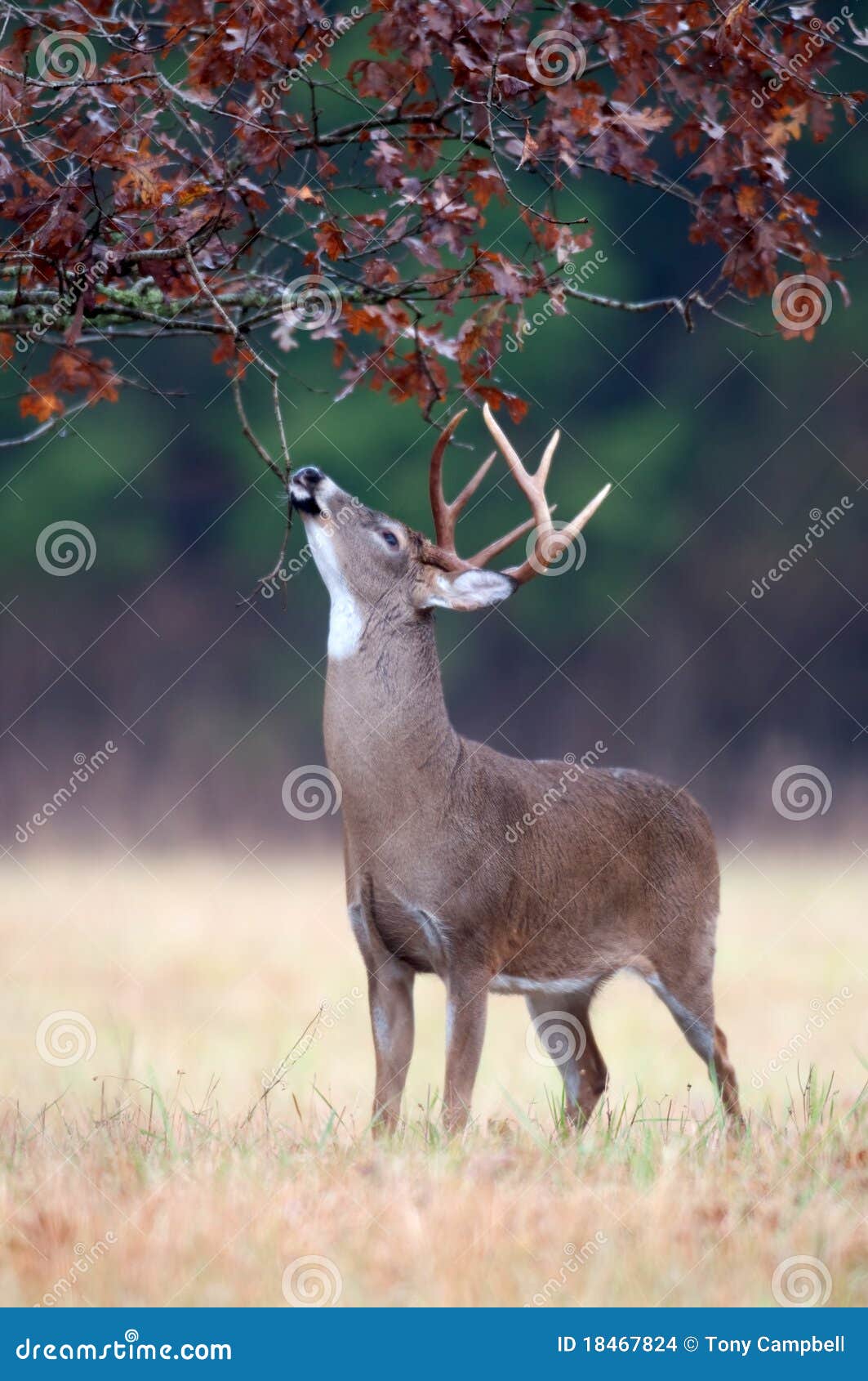 White-tailed Deer Buck Rut Behavior Stock Photo - Image of chewing ...