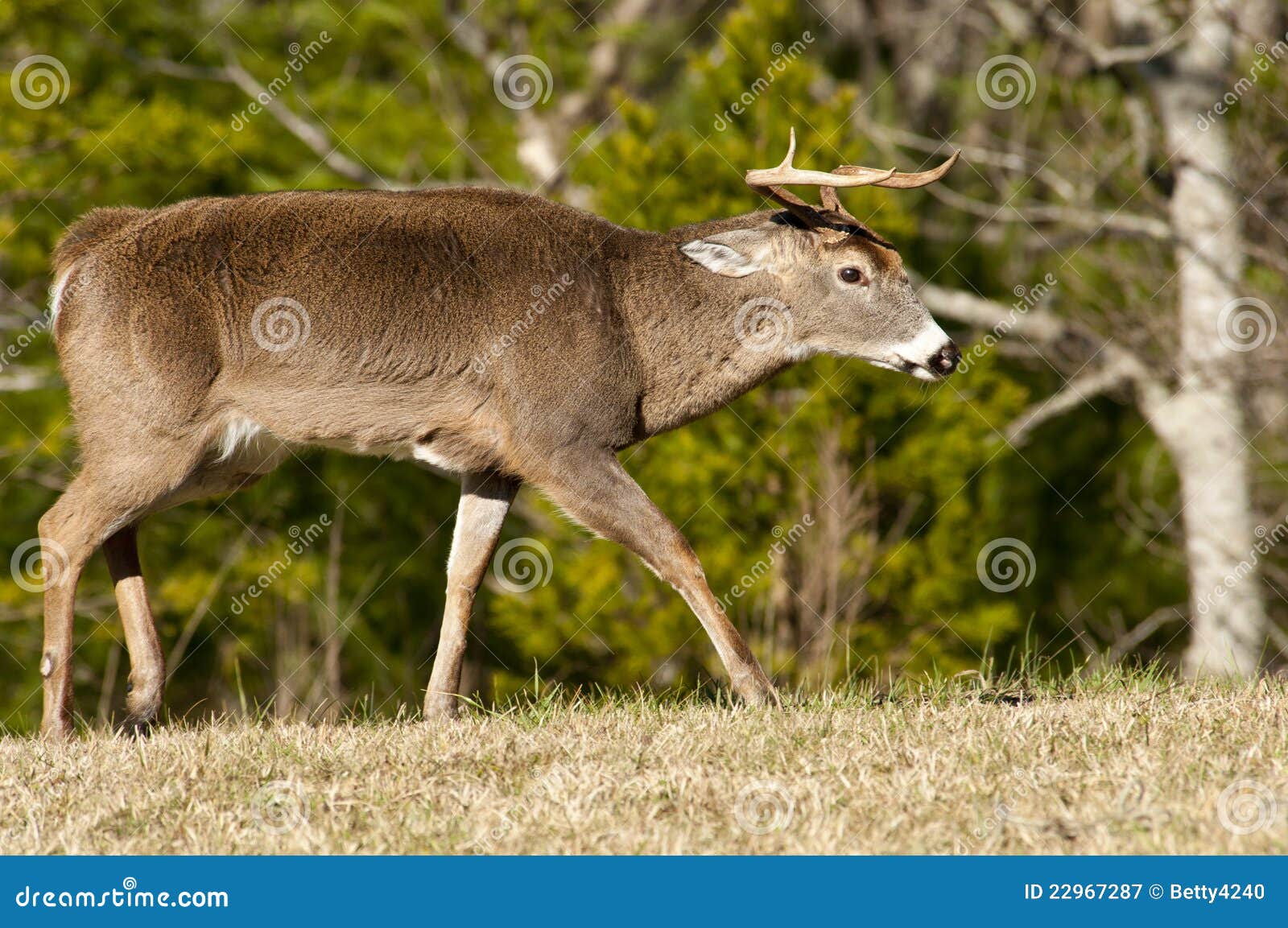 White Tailed Deer Buck in Rutting Season Stock Image - Image of ...