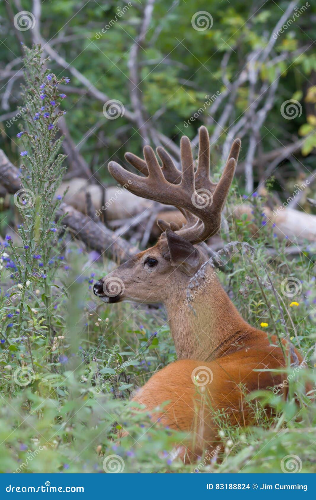 White-tailed Deer Buck in Spring Resting in the Grass Stock Photo ...