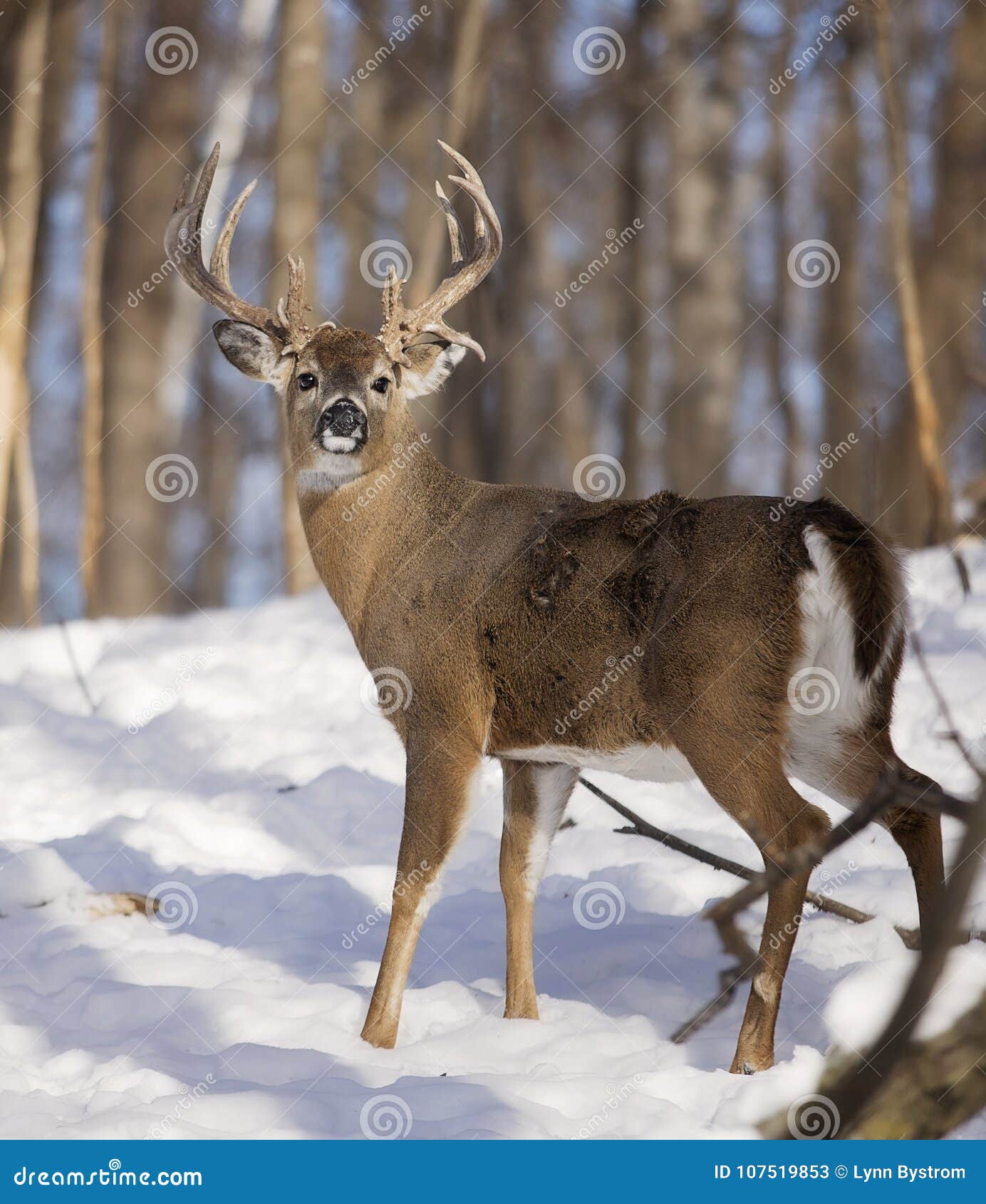 White-tailed Deer Buck in Winter with Tree Rubs Stock Image - Image of ...
