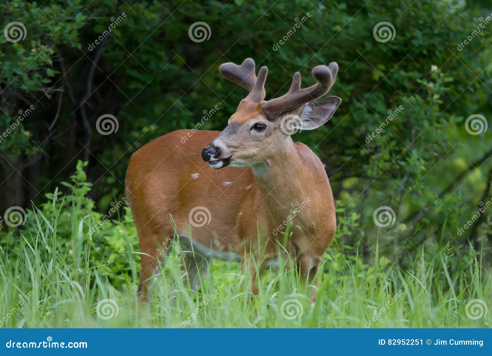 White-tailed Deer Buck Walking through the Spring Meadow with Velvet ...