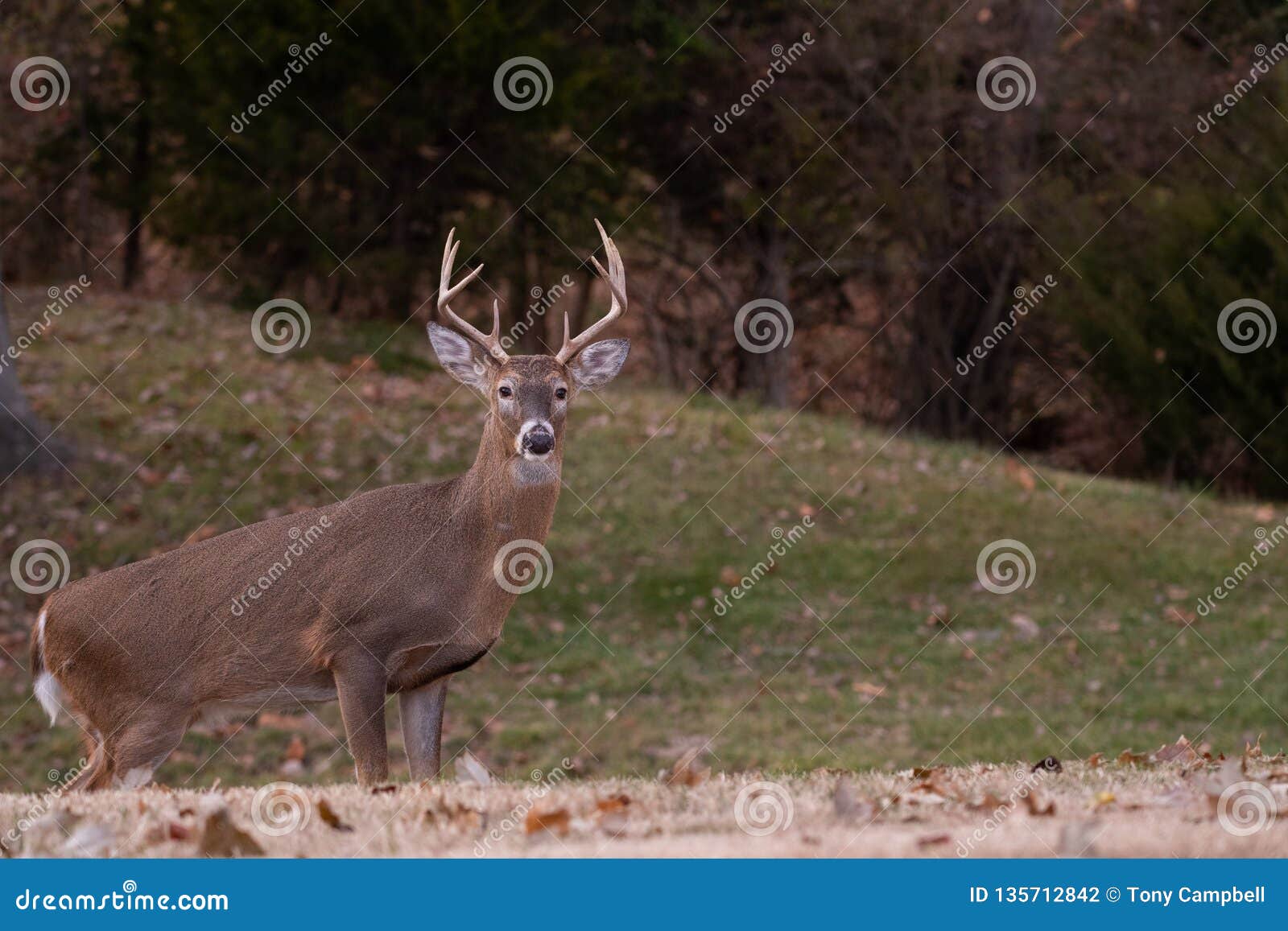 White-tailed Deer Buck Walking through a Meadow Stock Photo - Image of ...