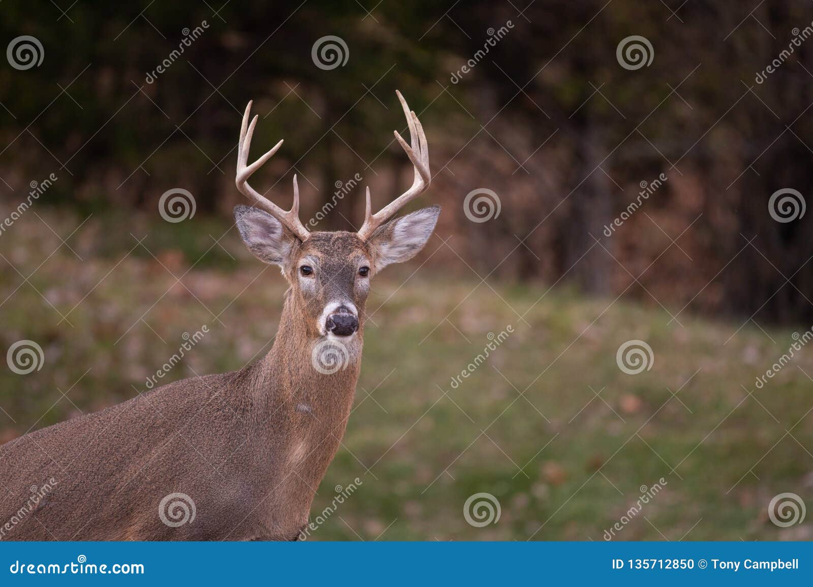 White-tailed Deer Buck Walking through a Meadow Stock Photo - Image of ...