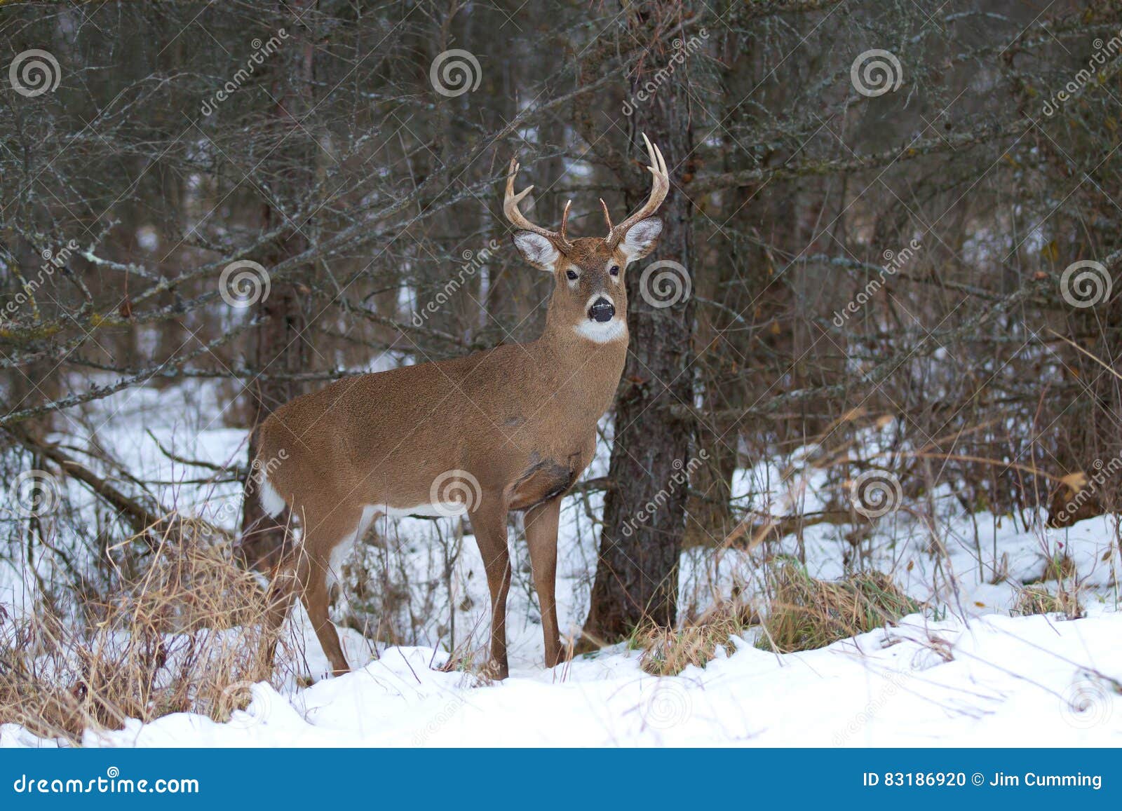 White-tailed deer buck stock photo. Image of canada, buck - 83186920
