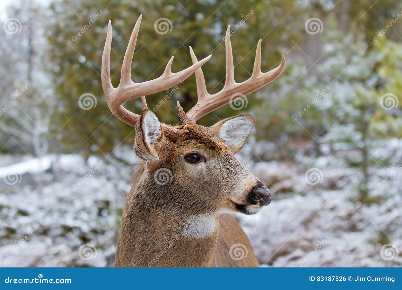 White-tailed deer buck stock photo. Image of antlers - 83187526