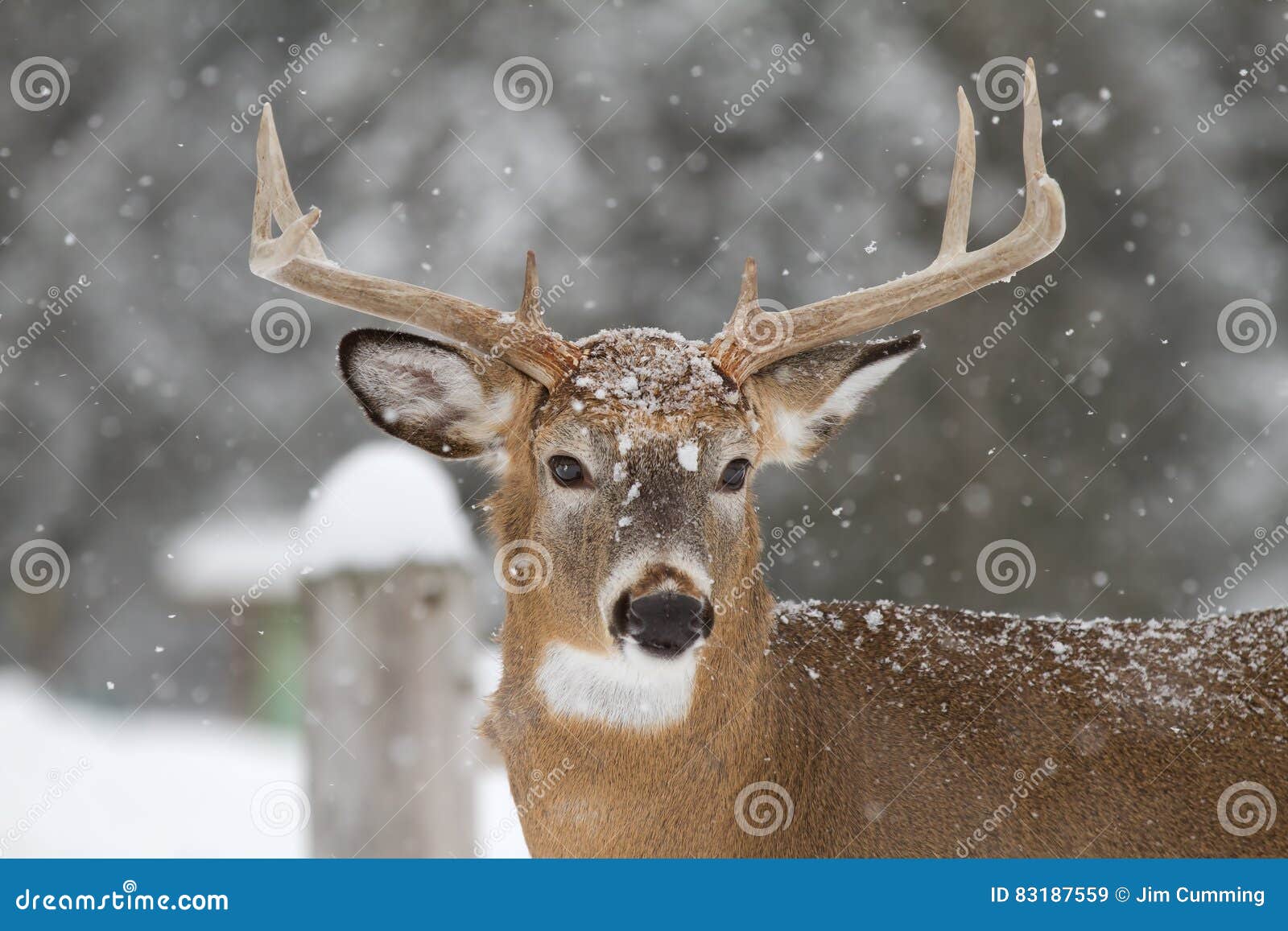 White-tailed deer buck stock image. Image of ears, nature - 83187559