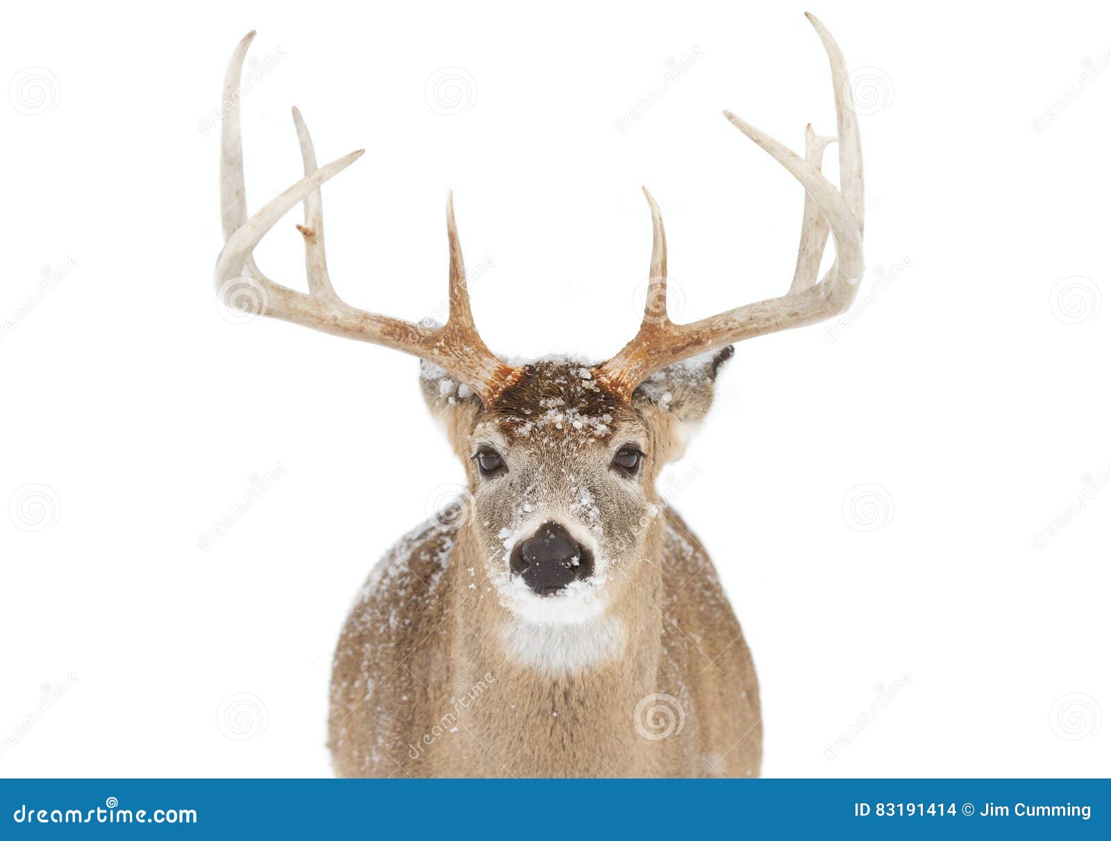 White-tailed Deer Buck Isolated on White Background Standing in the ...