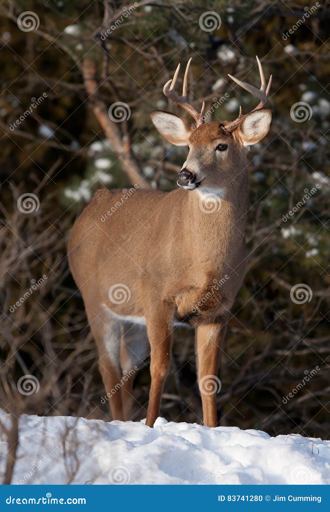White-tailed Deer Buck in the Snow Stock Photo - Image of whitetail ...