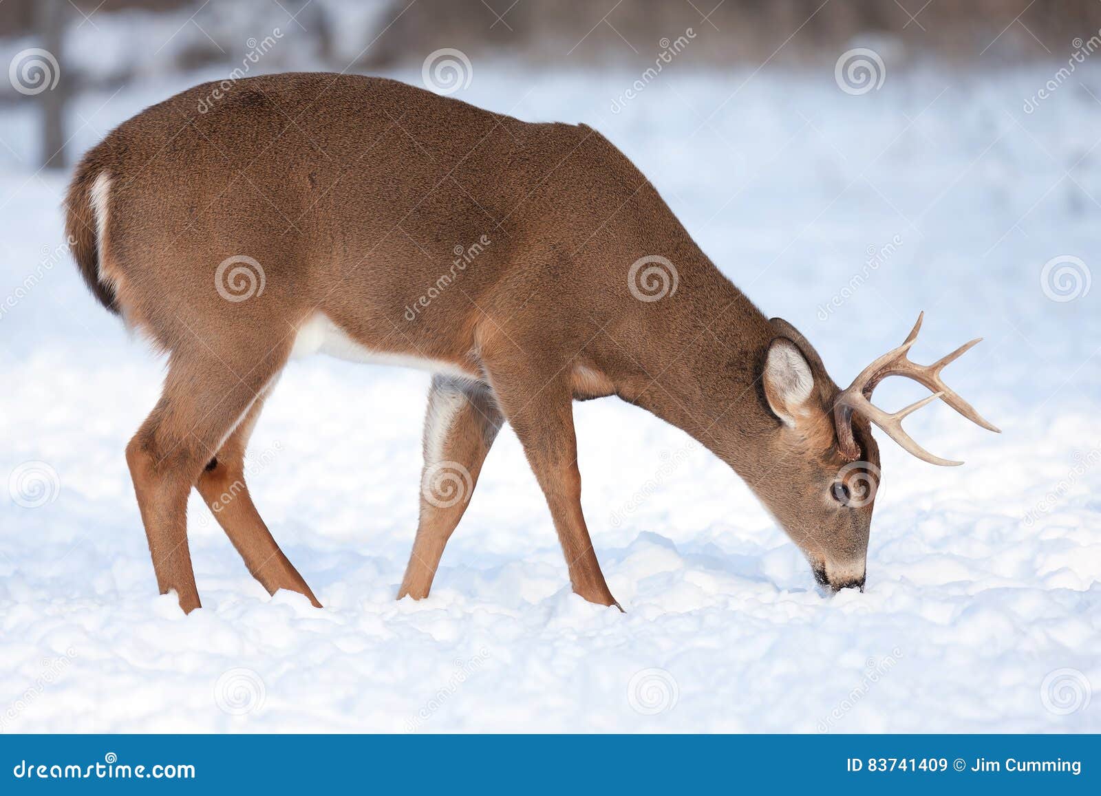 White-tailed Deer Buck in the Snow Stock Image - Image of portrait ...