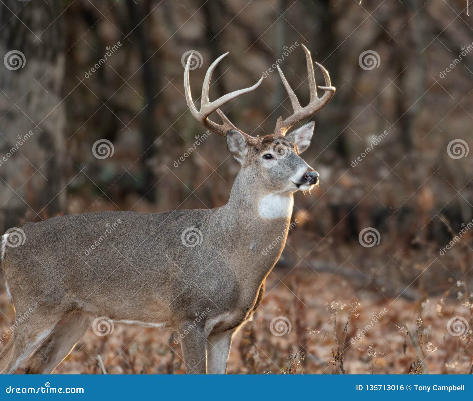 White-tailed Deer Buck in the Woods Stock Photo - Image of field ...
