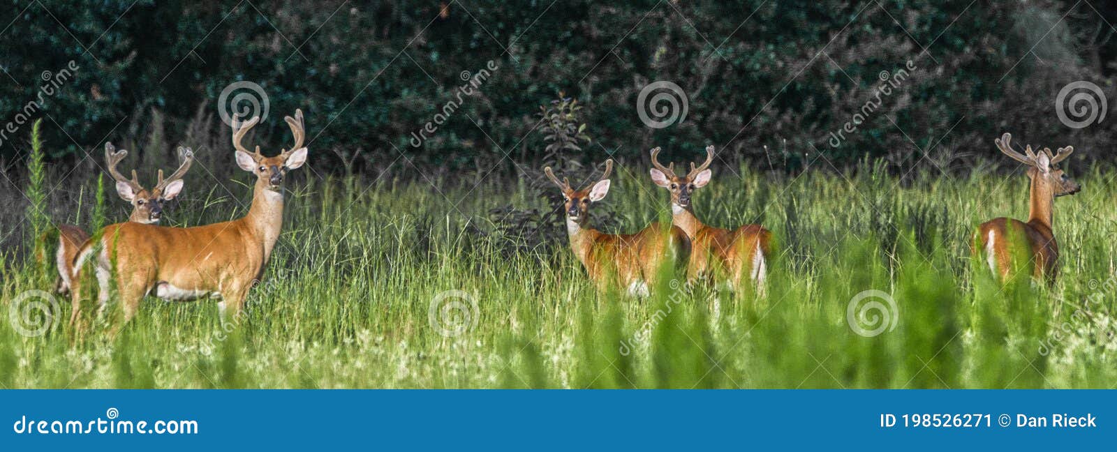 5 White Tailed Deer Bucks in Florida Stock Image - Image of white ...