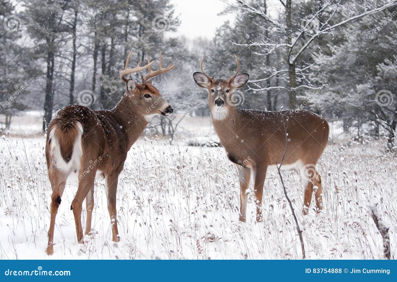 White-tailed Deer Bucks in Winter Stock Photo - Image of trophy ...