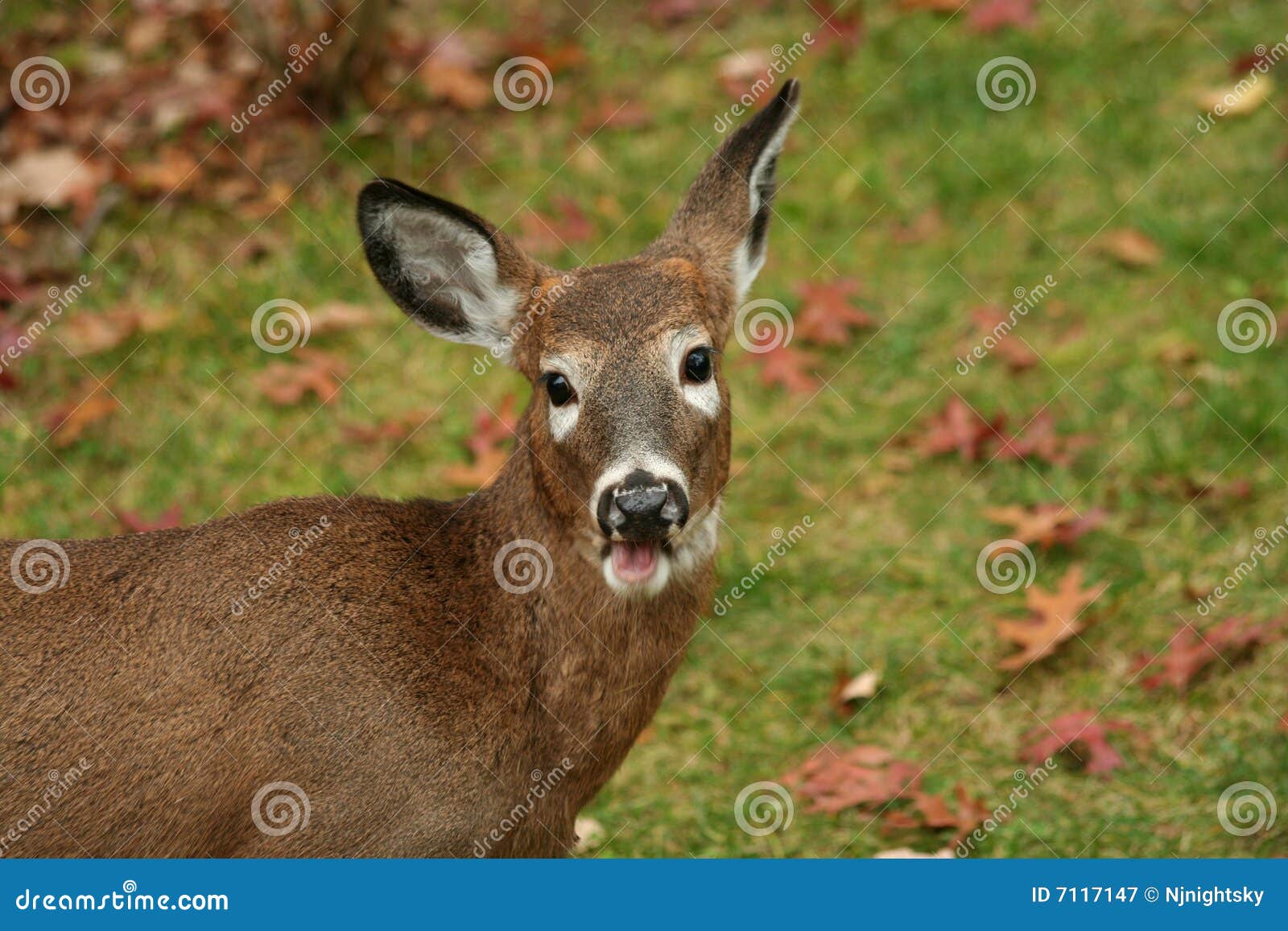 White Tailed Deer Button Buck Eating Stock Image - Image of grass ...