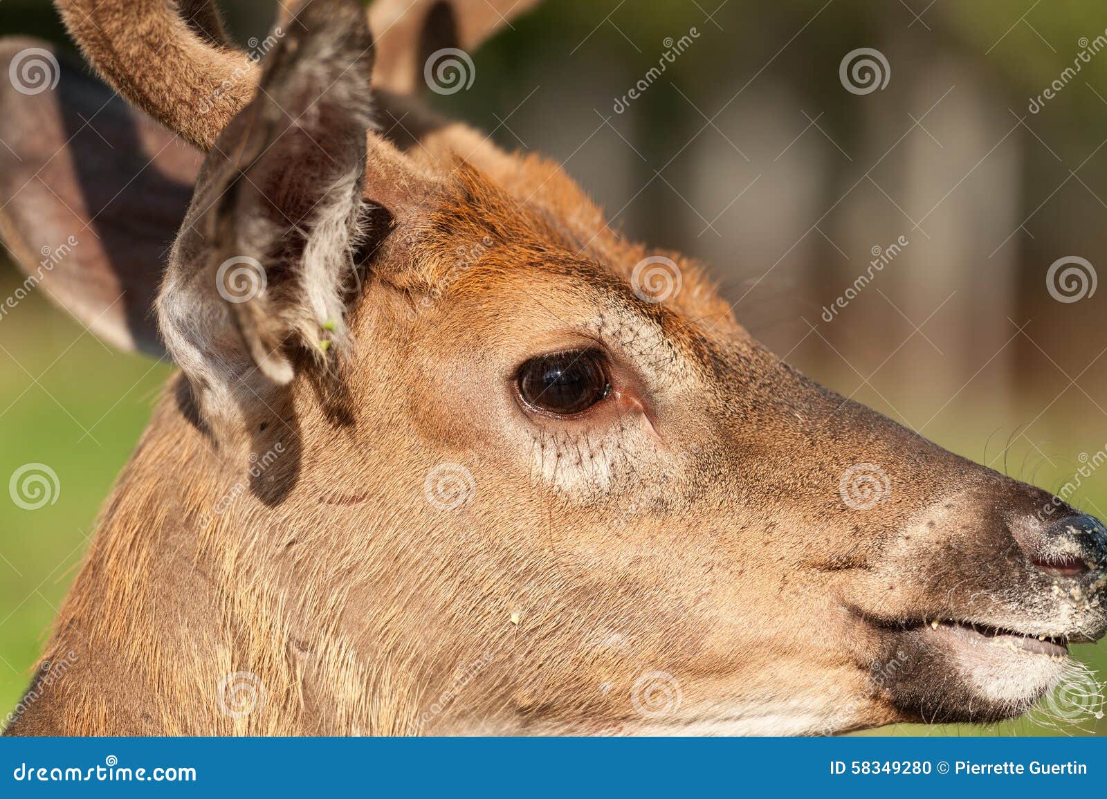 White-tailed Deer Closeup Portrait Profile Stock Photo - Image of ...