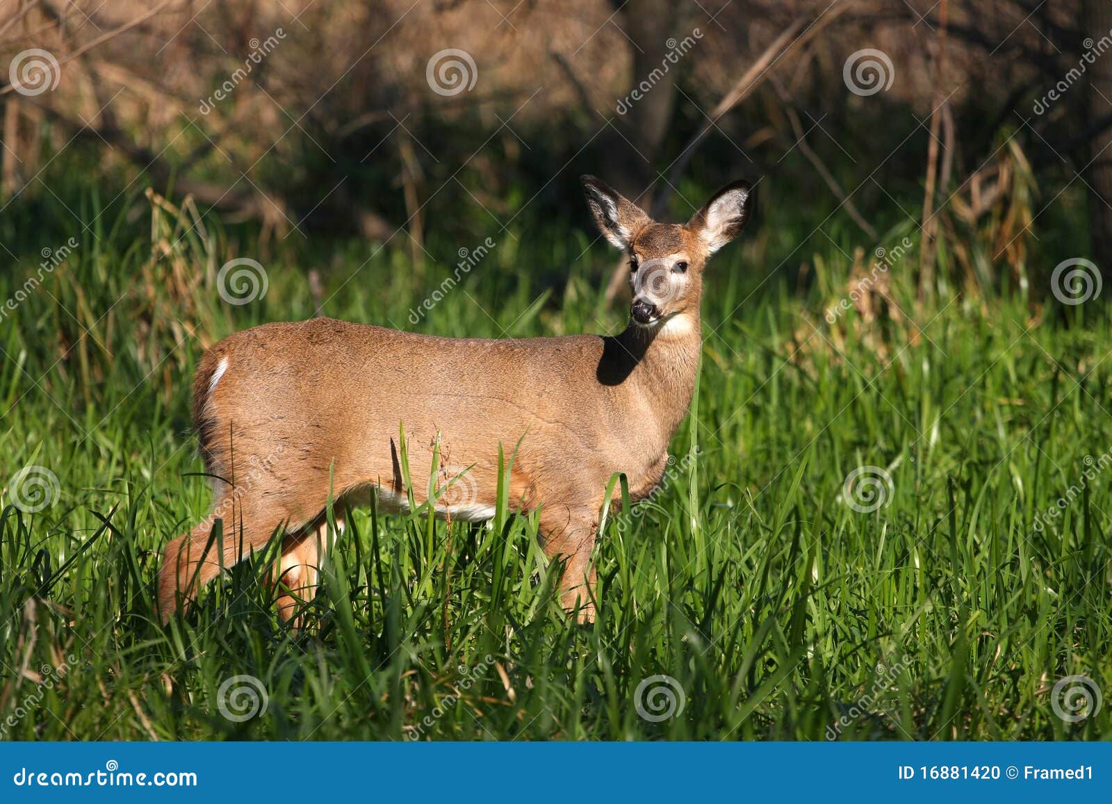 White-tailed Deer Doe stock photo. Image of animal, beauty - 16881420