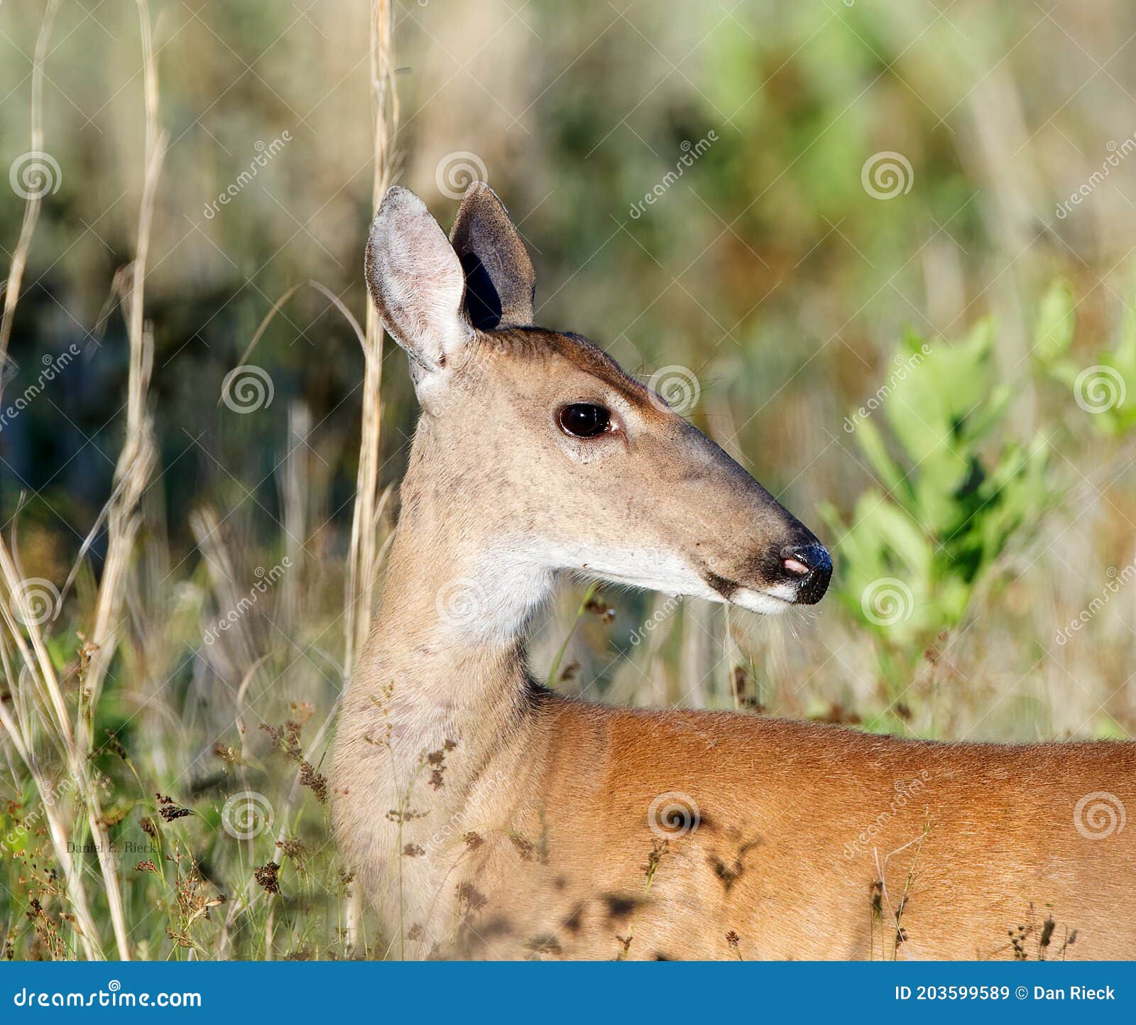 White Tailed Deer Doe Looking Behind Stock Image - Image of savanna ...