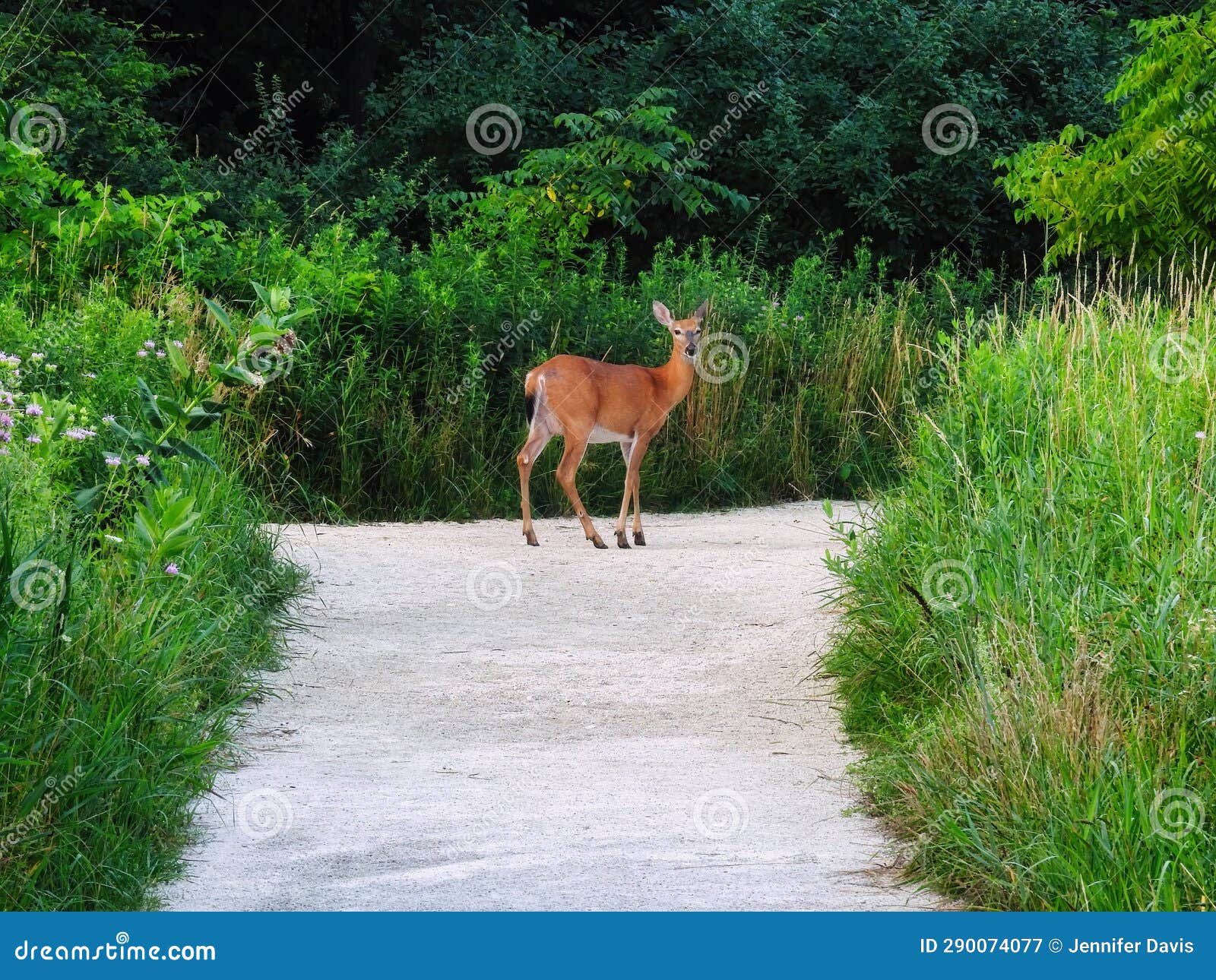 White-Tailed Deer Doe Stands on a Path in the Forest Stock Image ...