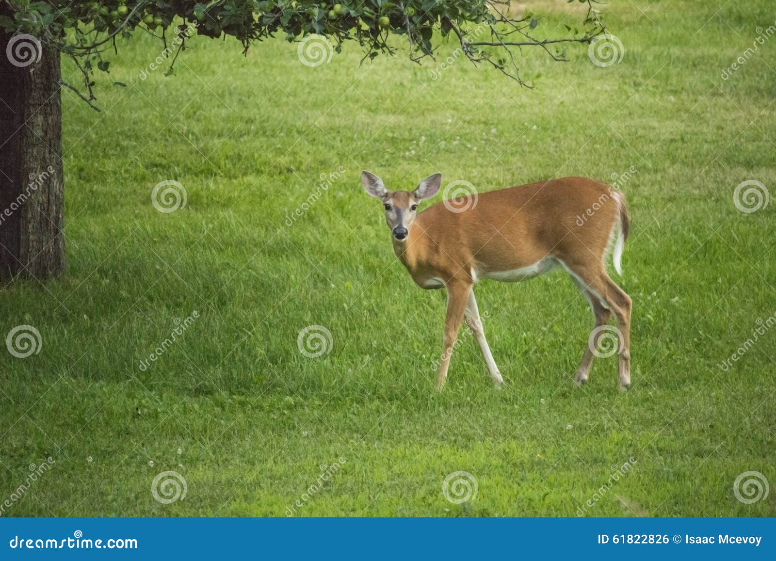 White tailed deer stock photo. Image of tree, wild, feet - 61822826