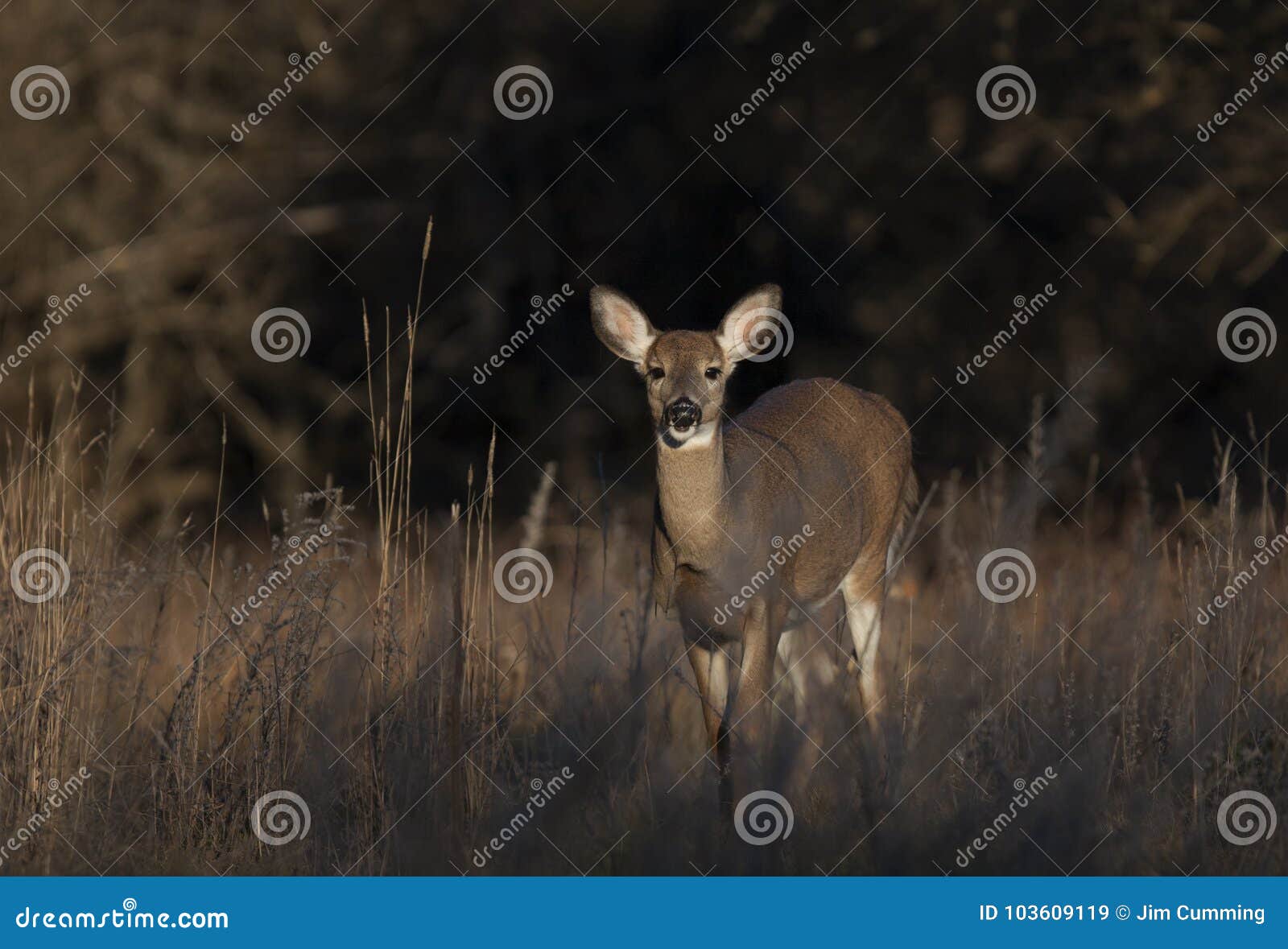 A White-tailed Deer in the Early Morning Light during the Rut Stock ...