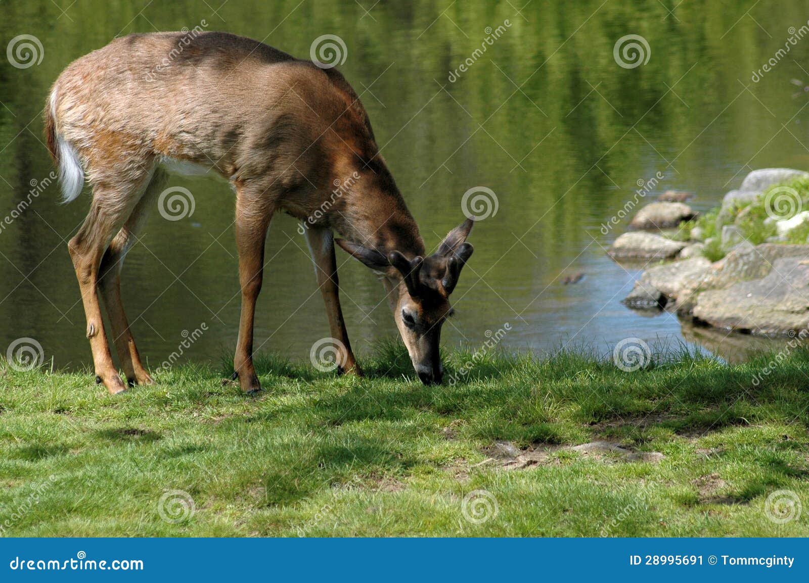 White Tailed Deer Eating Grass Stock Image - Image of virginianus, pond ...