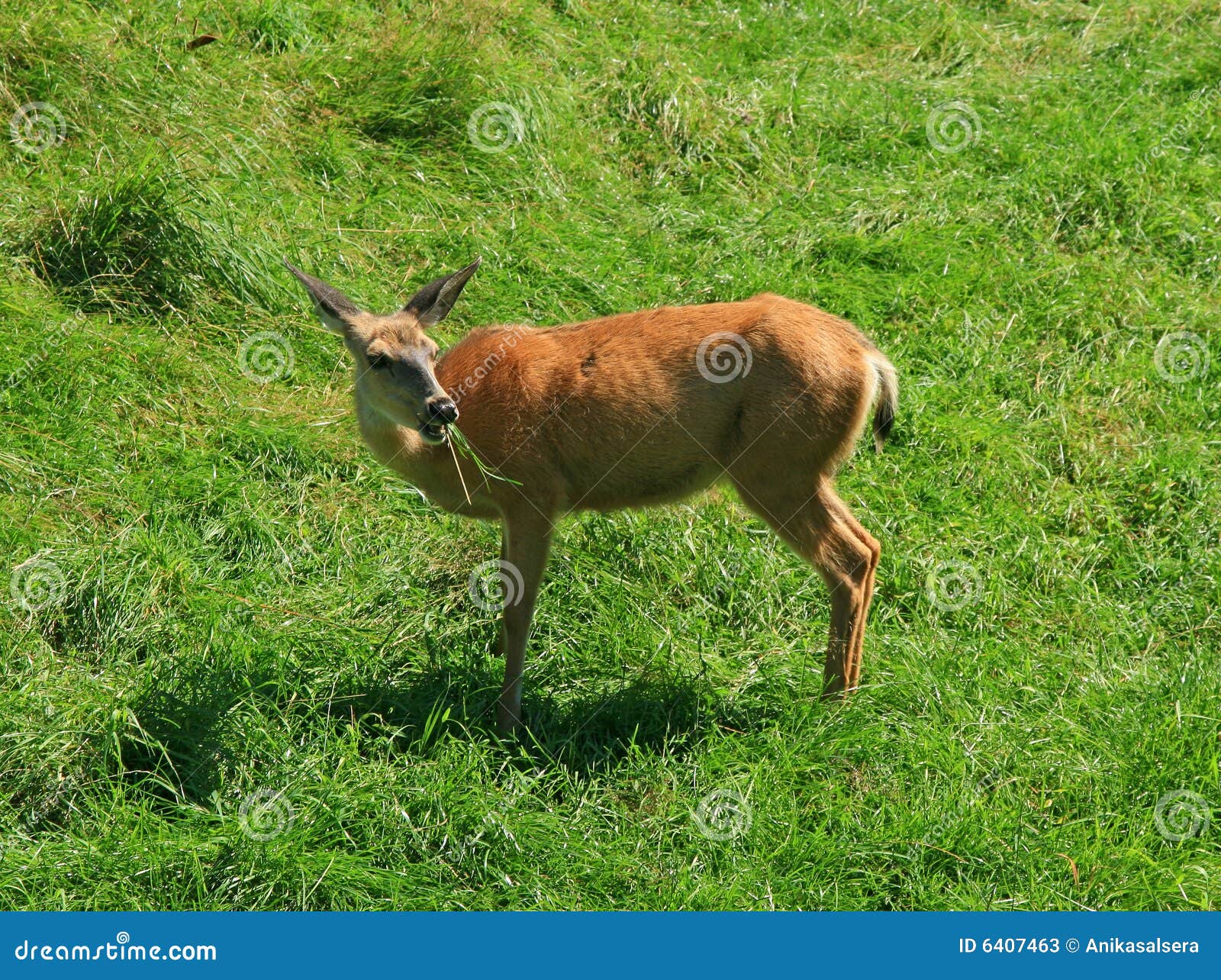 White-tailed Deer Eating Grass Stock Image - Image of eating, lawn: 6407463