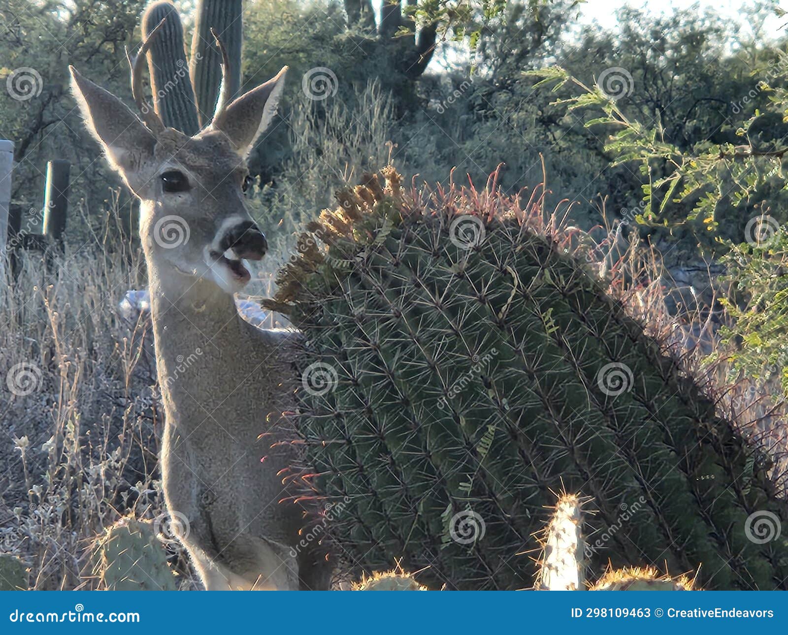 Laughing Deer Chewing on Yellow Barrel Cactus Fruit Stock Image - Image ...