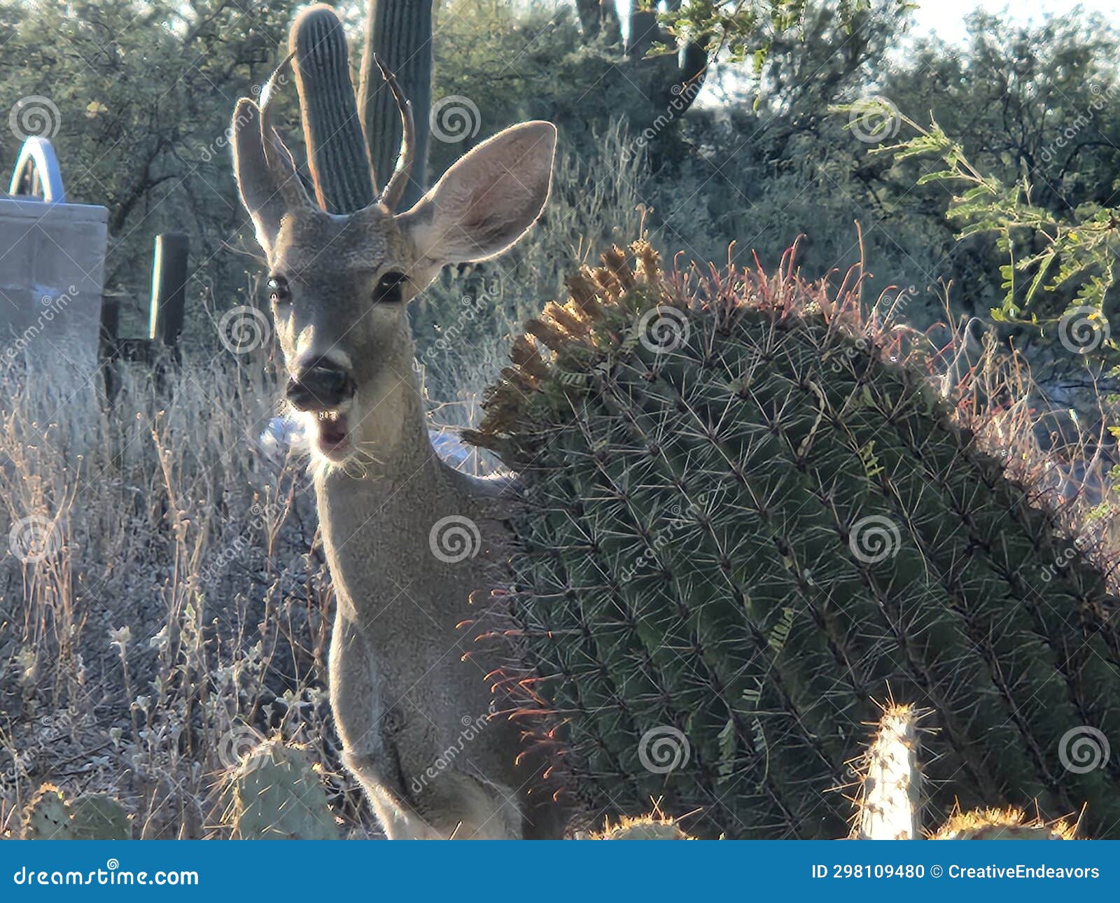 Laughing Deer Chewing on Yellow Barrel Cactus Fruit Stock Photo - Image ...