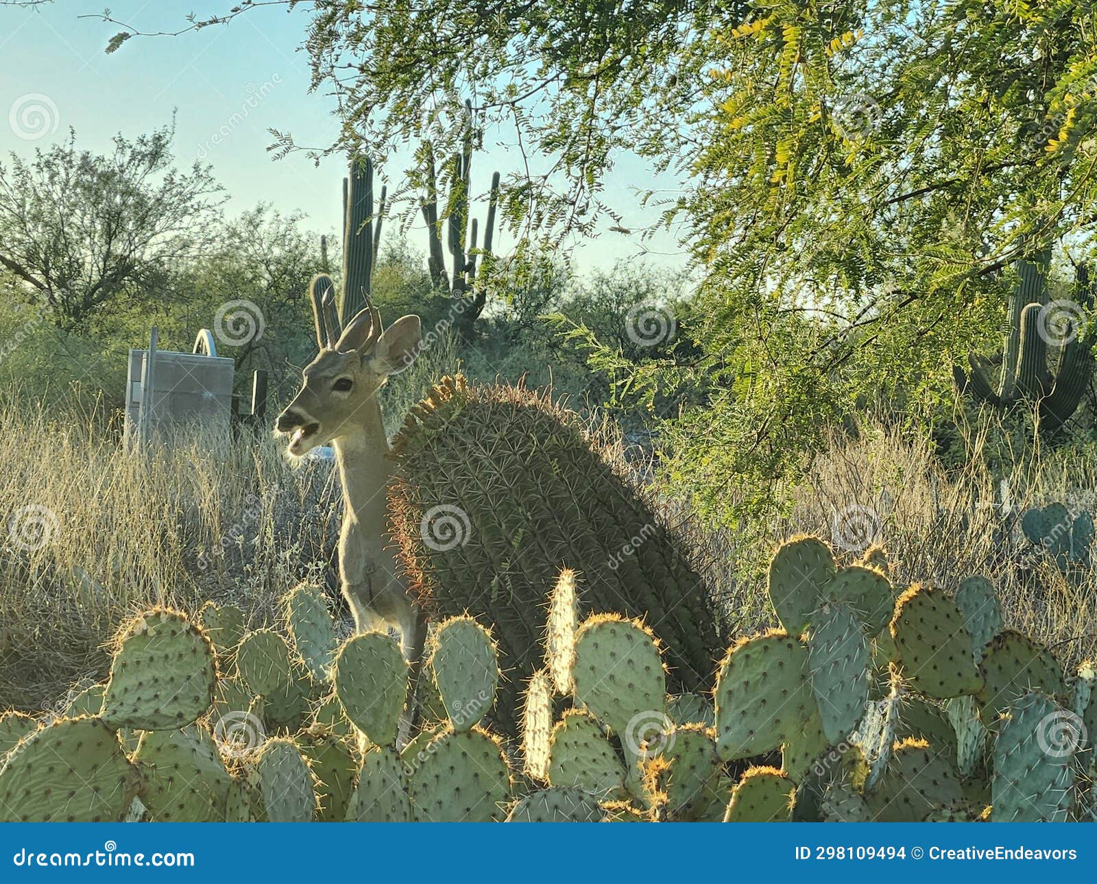 Laughing Deer Chewing on Yellow Barrel Cactus Fruit Stock Photo - Image ...