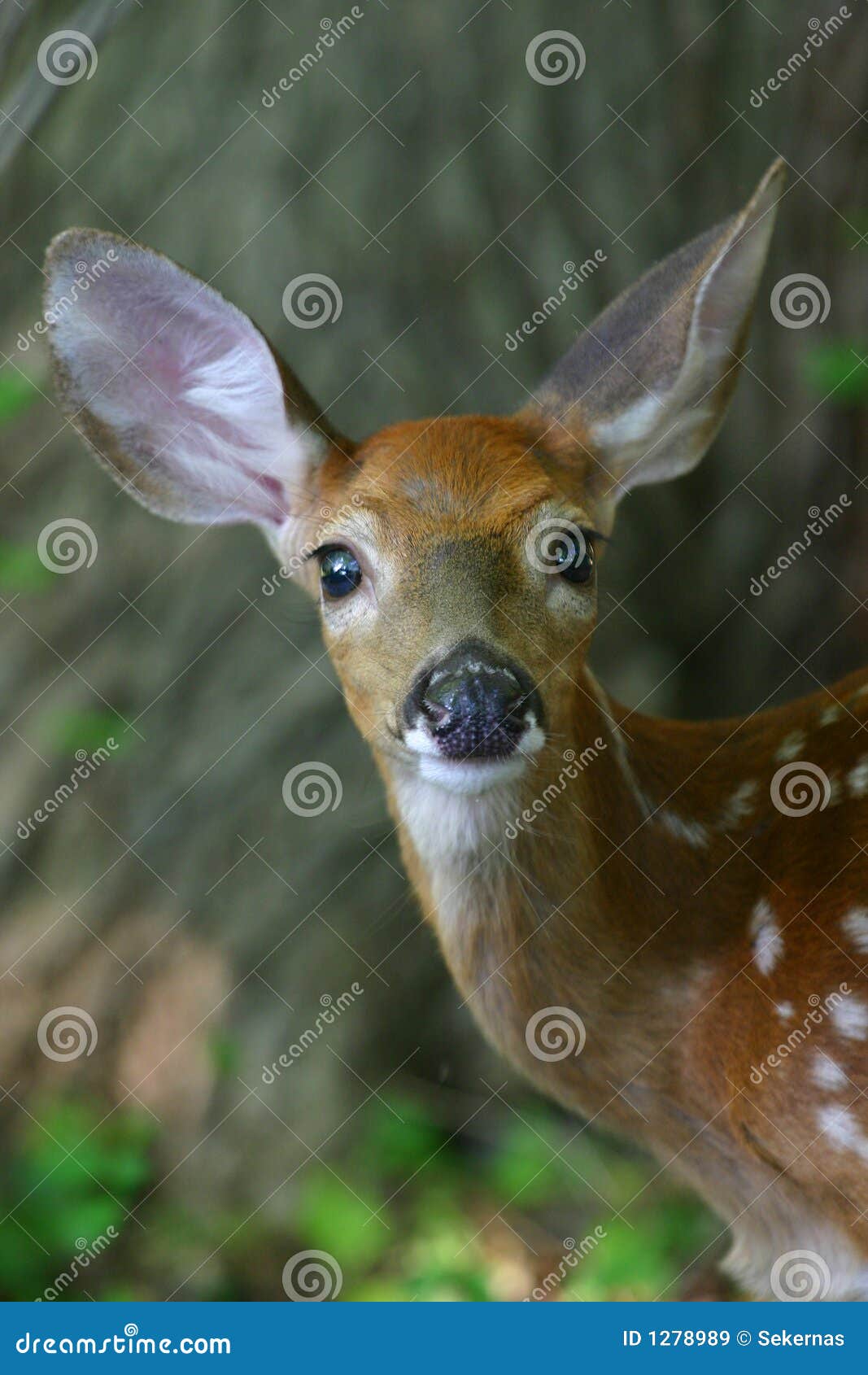 White tailed deer fawn stock image. Image of green, spots - 1278989